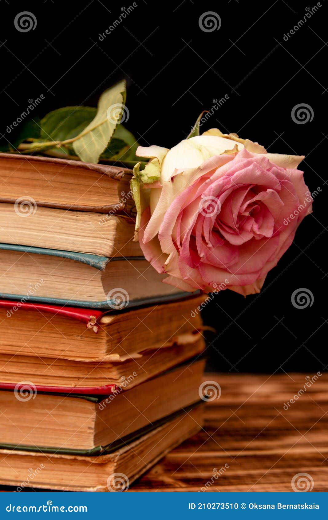 Old Books with Rose Flower on a Black Background Stock Photo - Image of ...