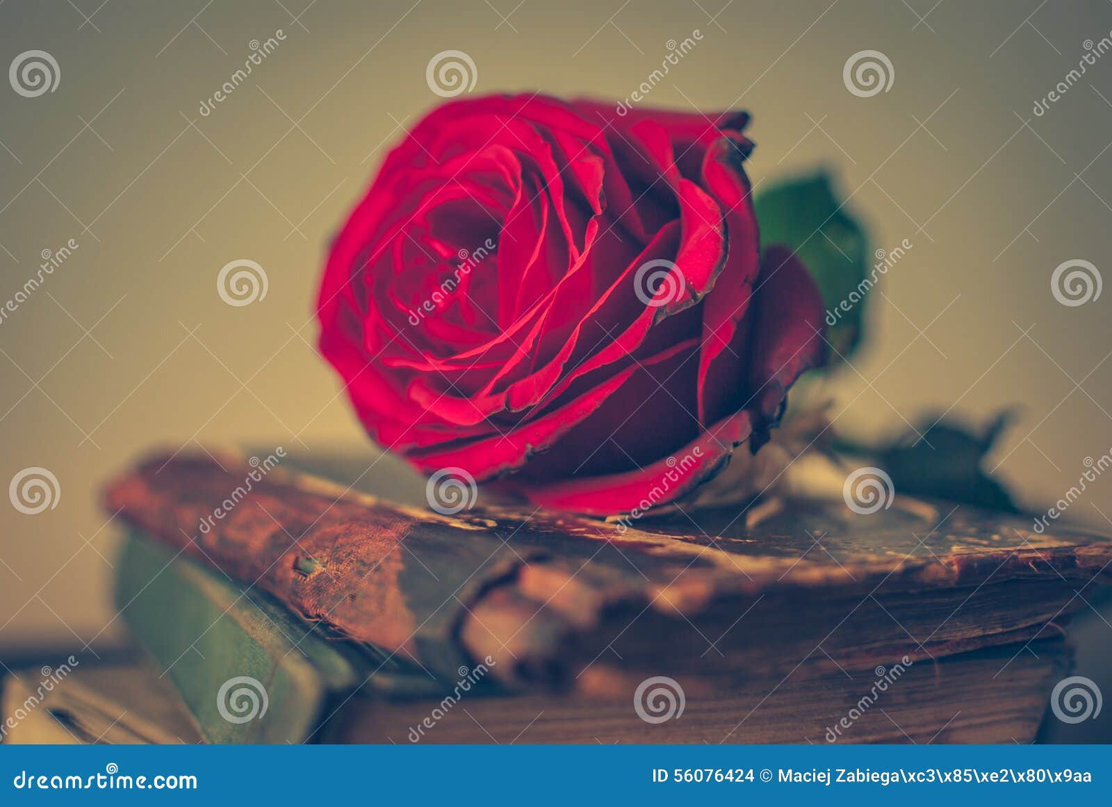 Old books and rose stock photo. Image of read, table - 56076424