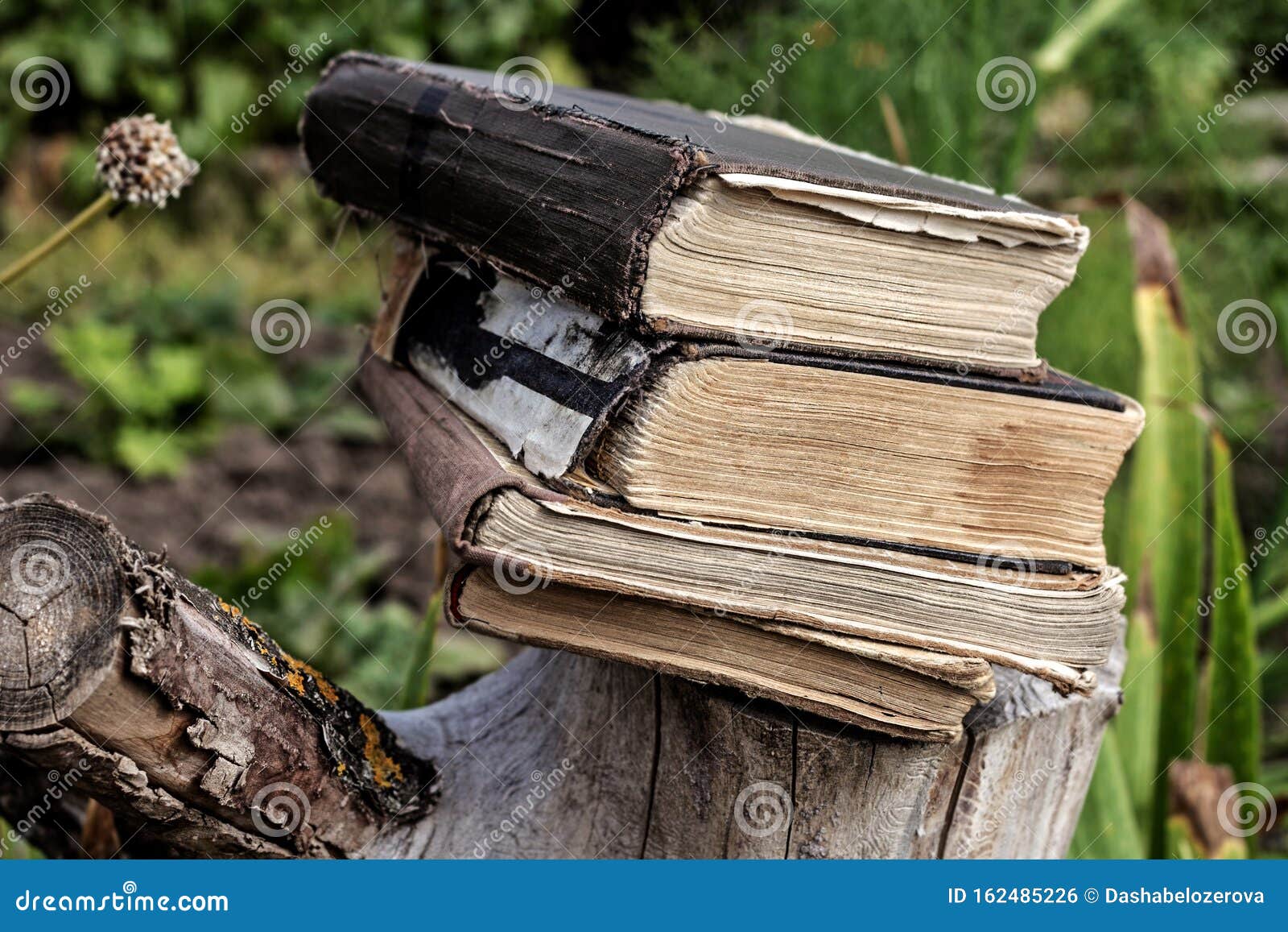 Old books on old tree stock photo. Image of dark, background - 162485226