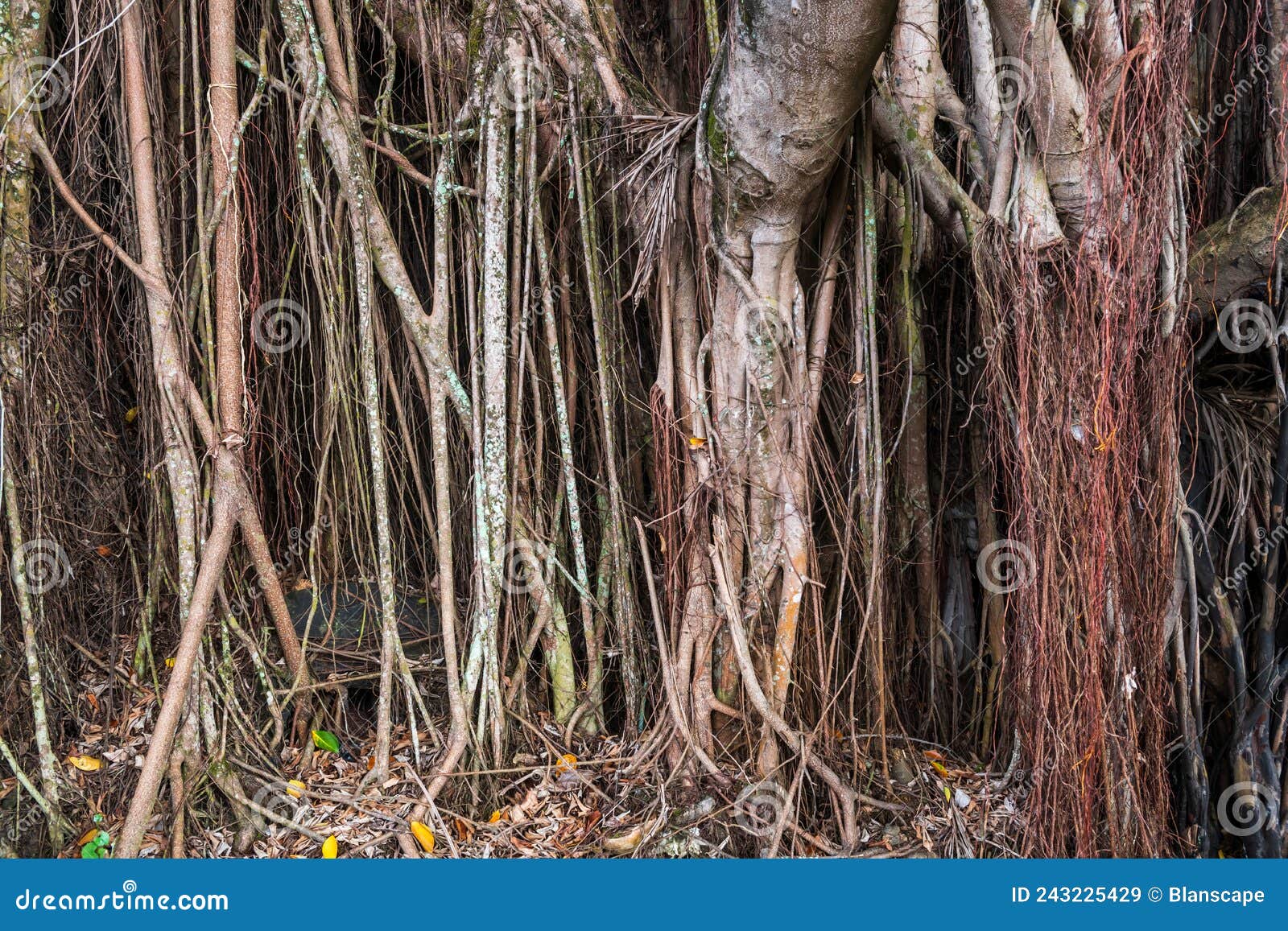Old Bot or Banyan Tree Big Roots Stock Image - Image of nature, closeup ...