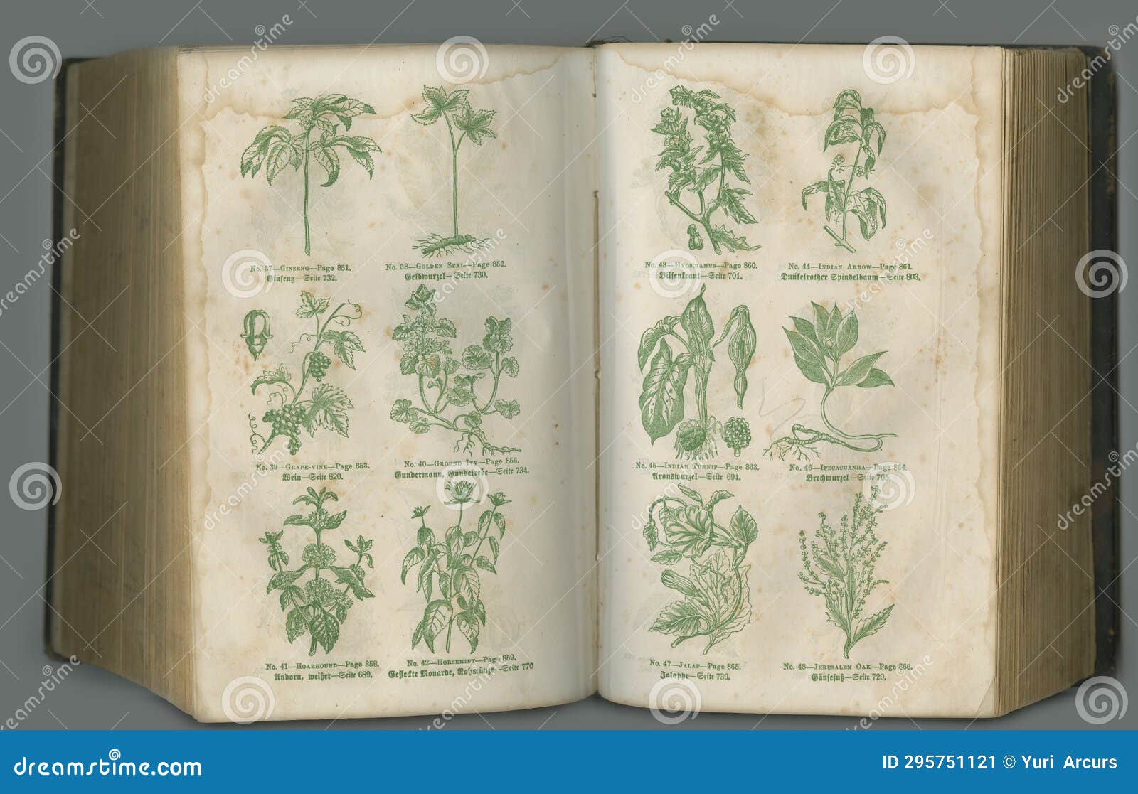 Old Botanical Text. an Aged Biology Book with Its Pages on Display ...