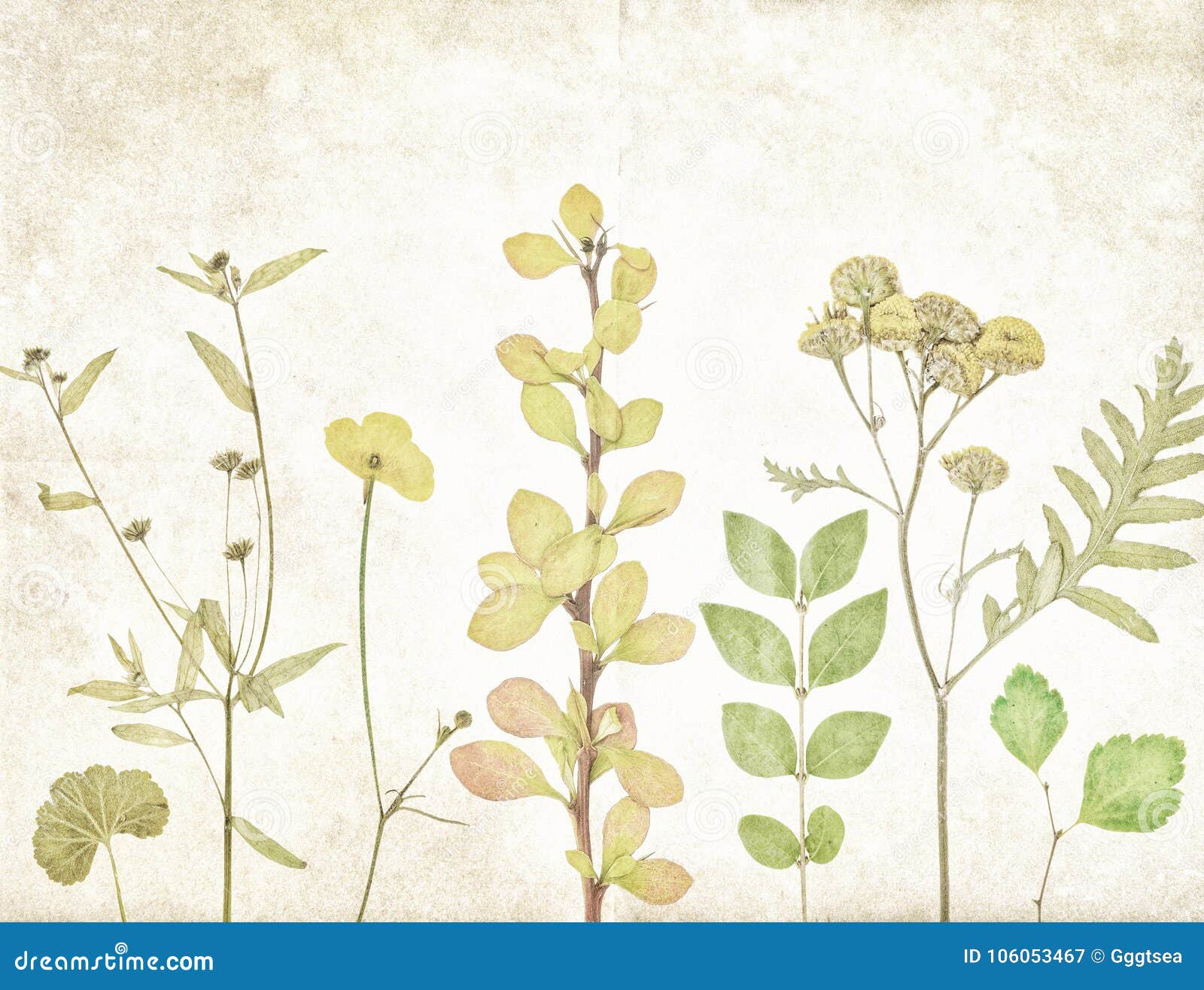 Old Botany Plants Paper Background Stock Illustration - Illustration of ...