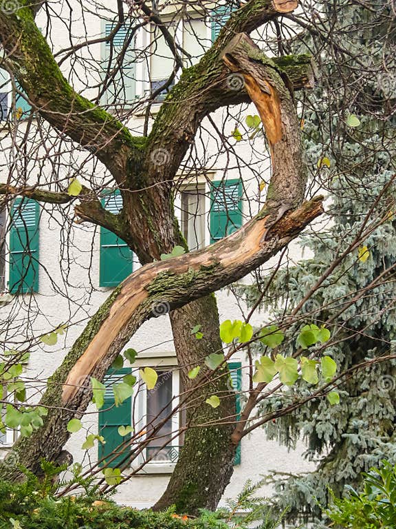 The old bound trees stock image. Image of brown, plant - 93464049