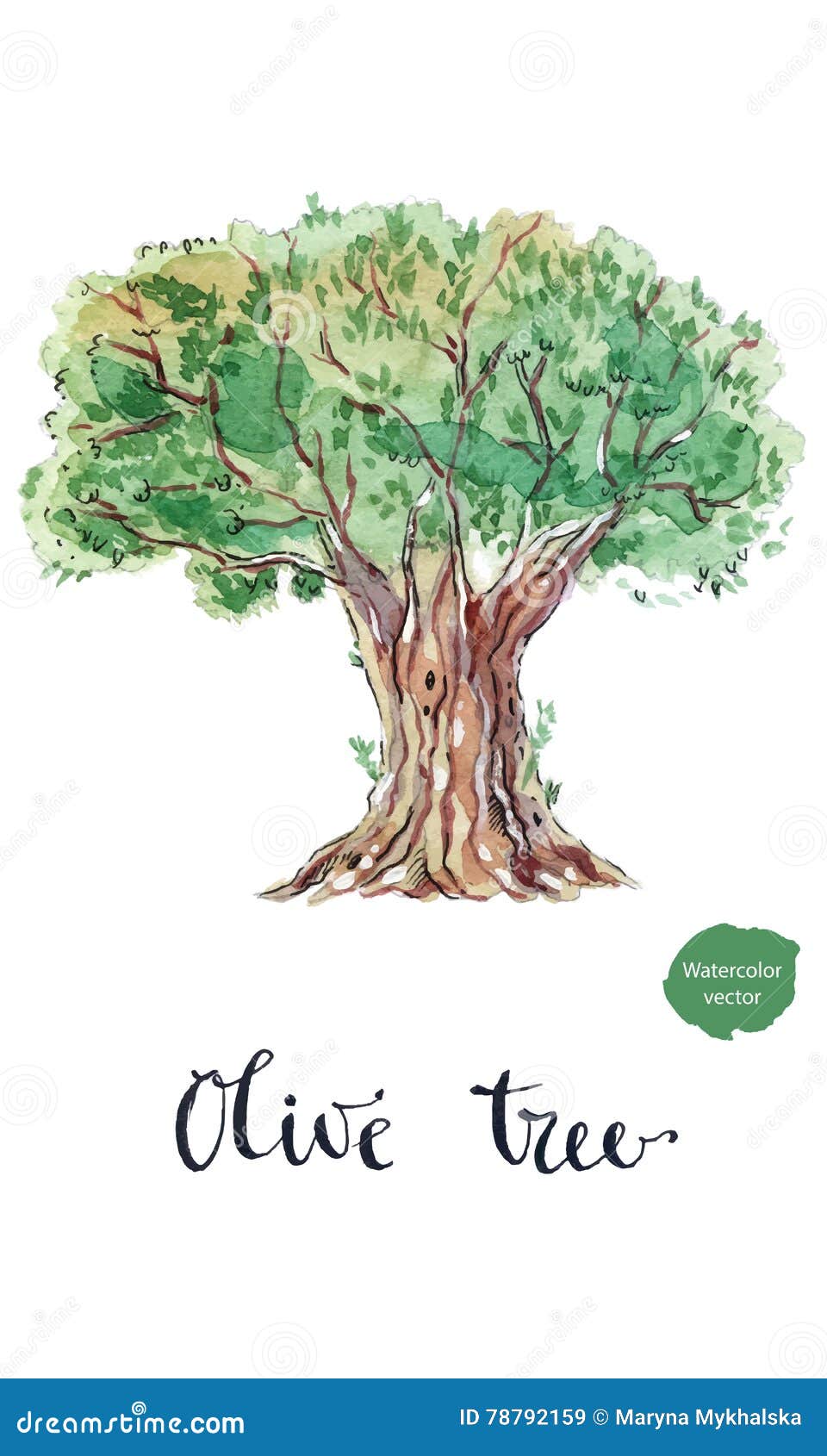 Old Olive Tree Illustration Stock Illustrations – 1,656 Old Olive Tree ...