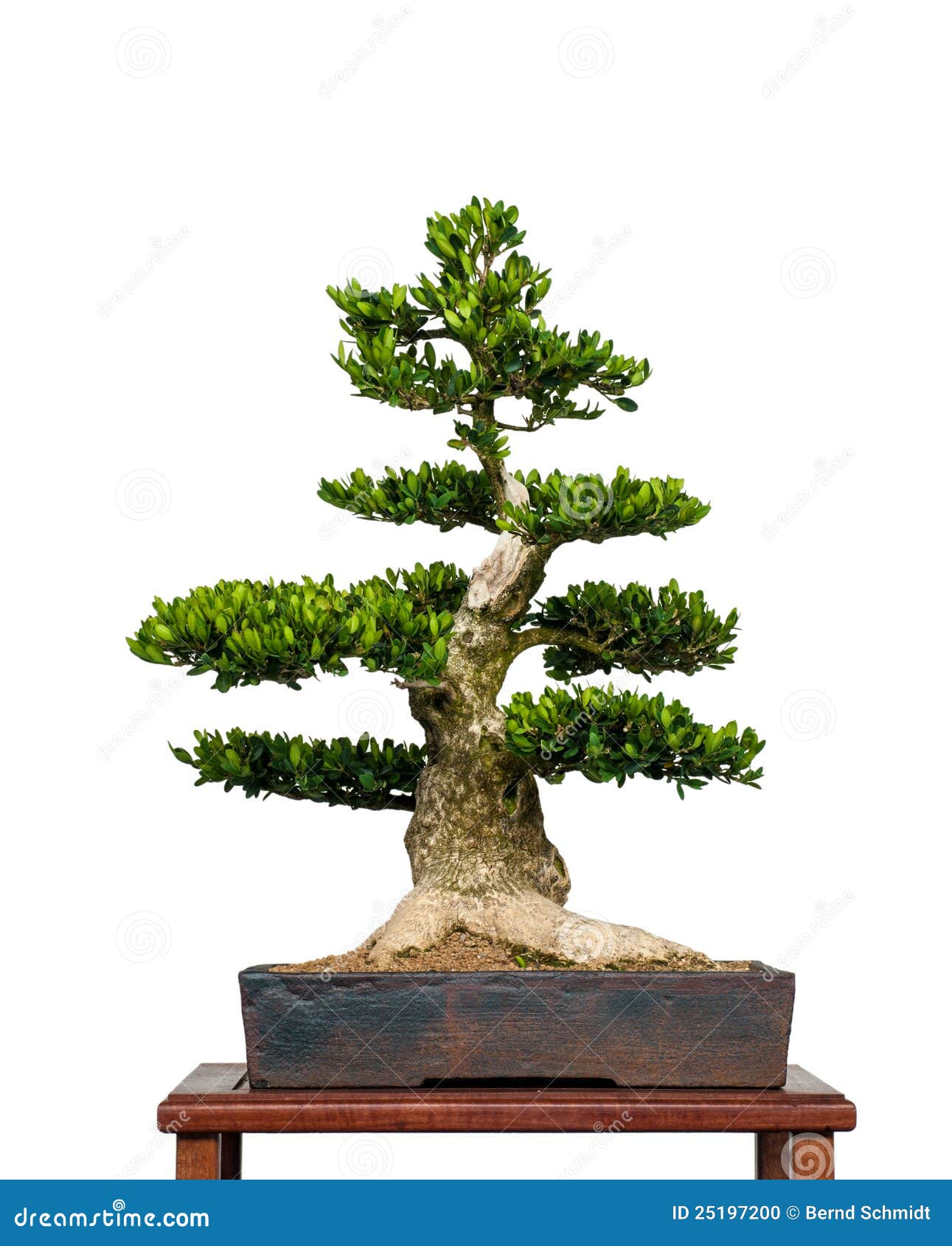 Old box tree as bonsai stock photo. Image of japan, china - 25197200