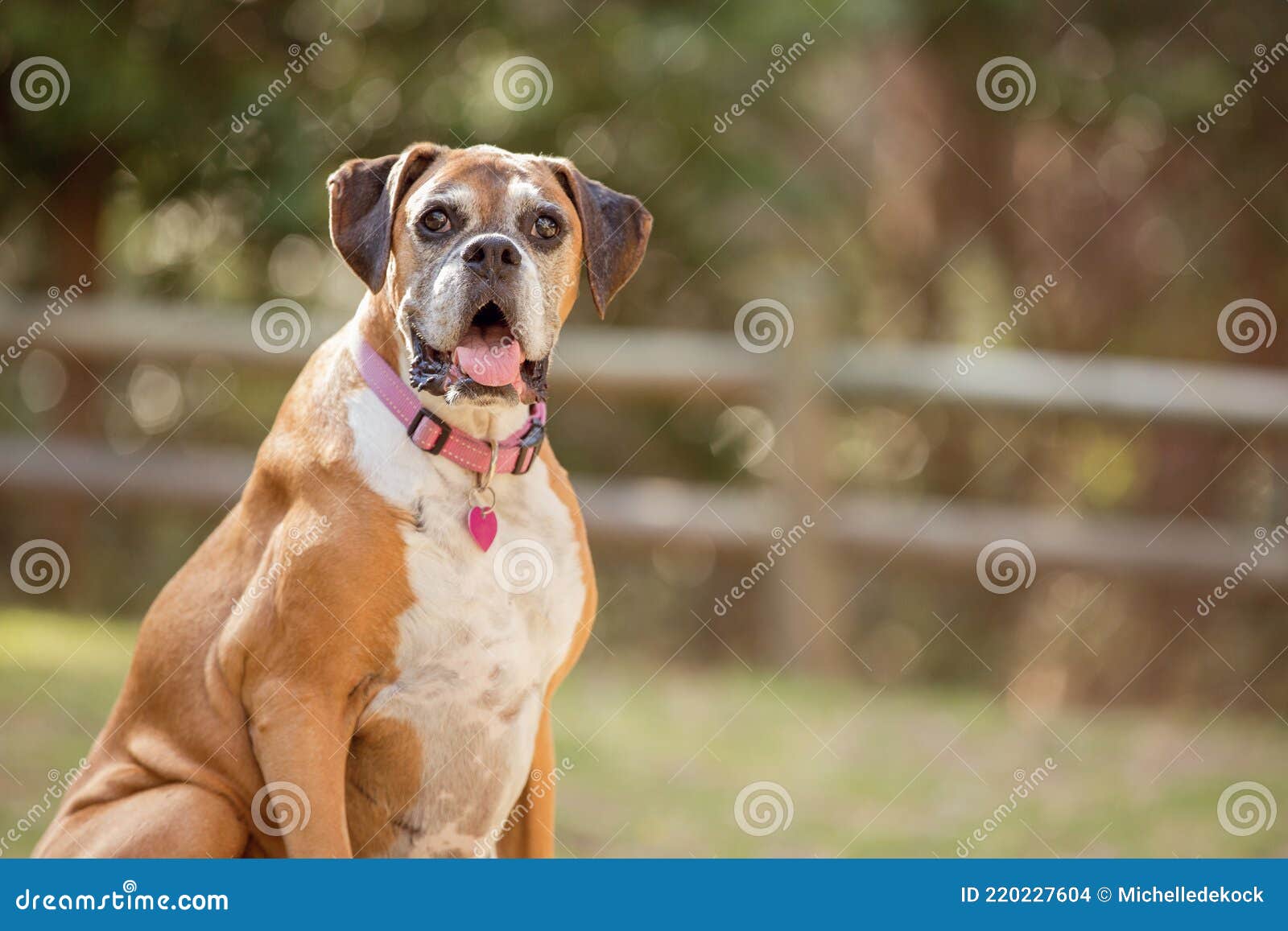 An Old Boxer Dog in the Forest. Stock Photo - Image of park, boxer ...