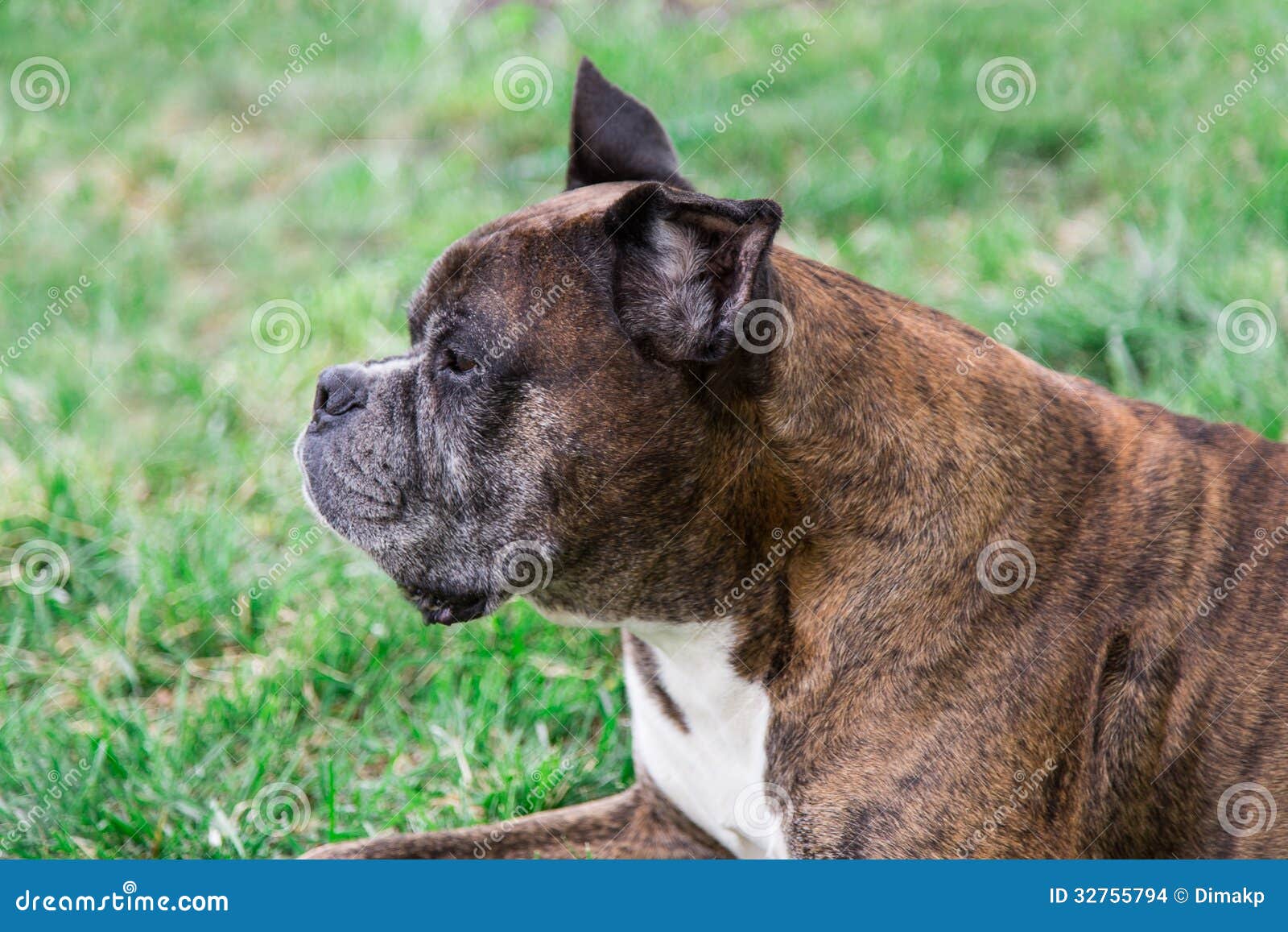 Old boxer dog lying stock photo. Image of front, looking - 32755794