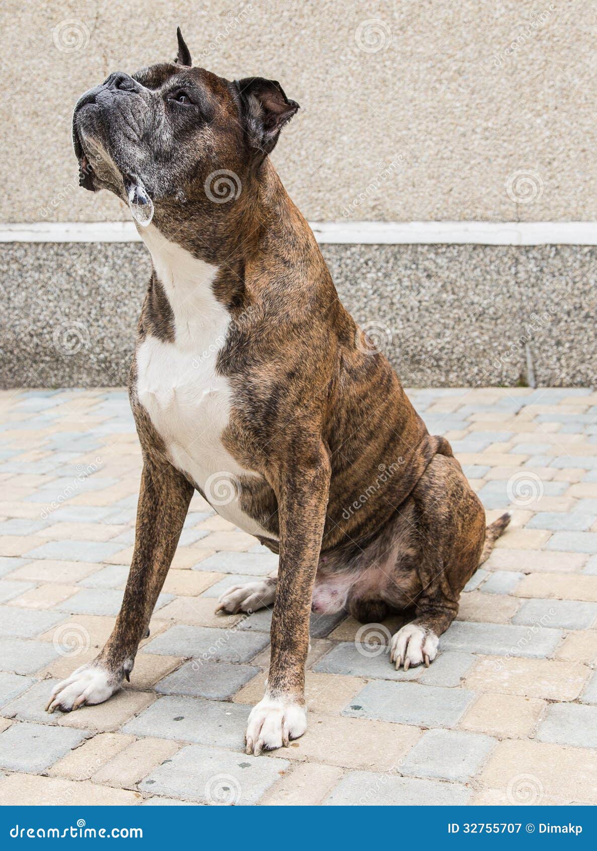 Old boxer dog stock image. Image of doggy, german, animal - 32755707