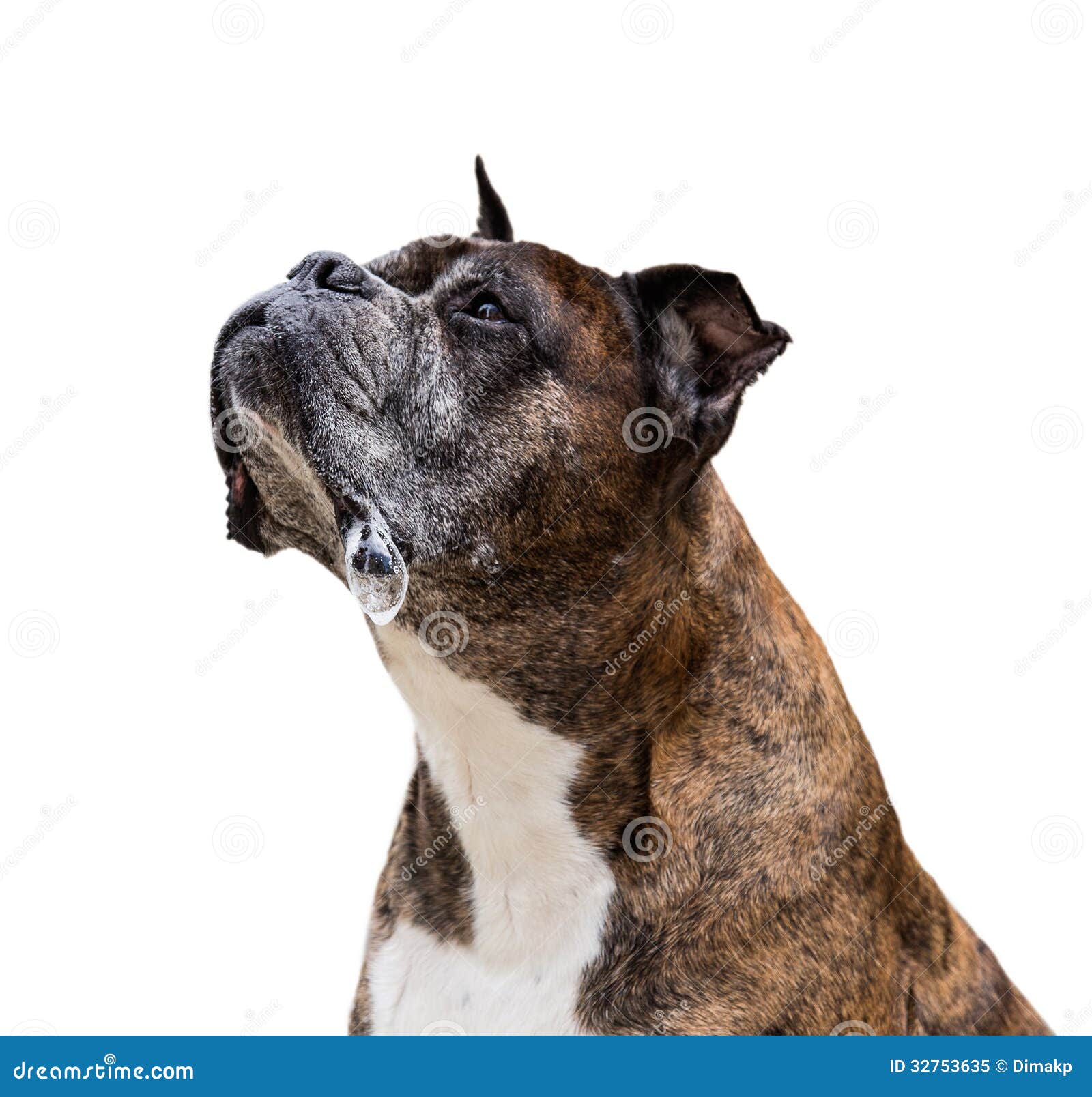 Old boxer dog stock image. Image of animal, pets, guard - 32753635