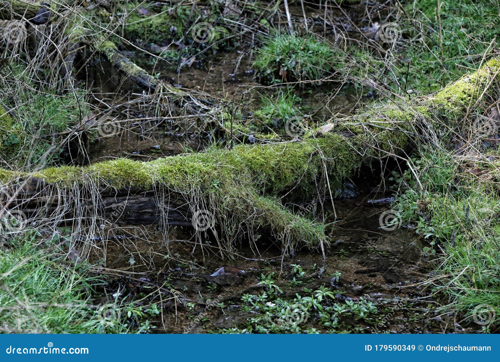 Old Branch Covered by Dense Moss Across Forest Stream Stock Image ...