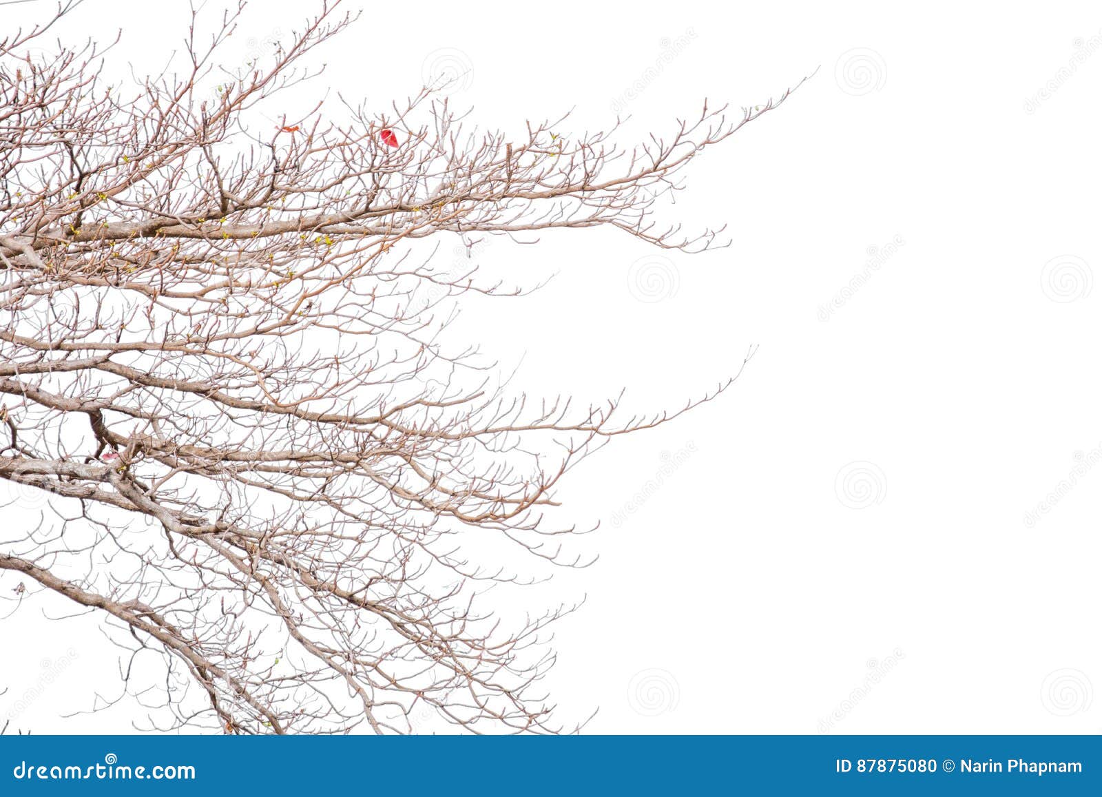 Old Branch No Leave Tree Outdoor Background Stock Photo - Image of ...