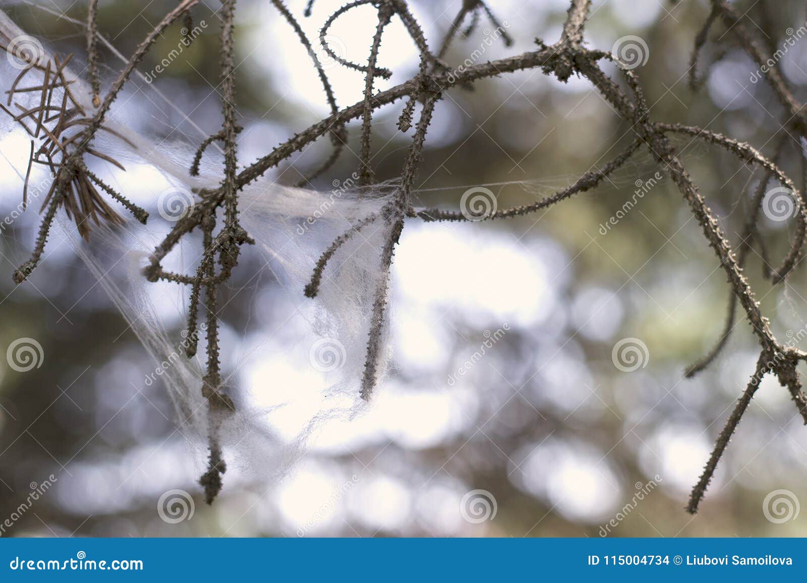 The Old Branch of a Tree in a Web. the White Branch on the Tree Stock ...