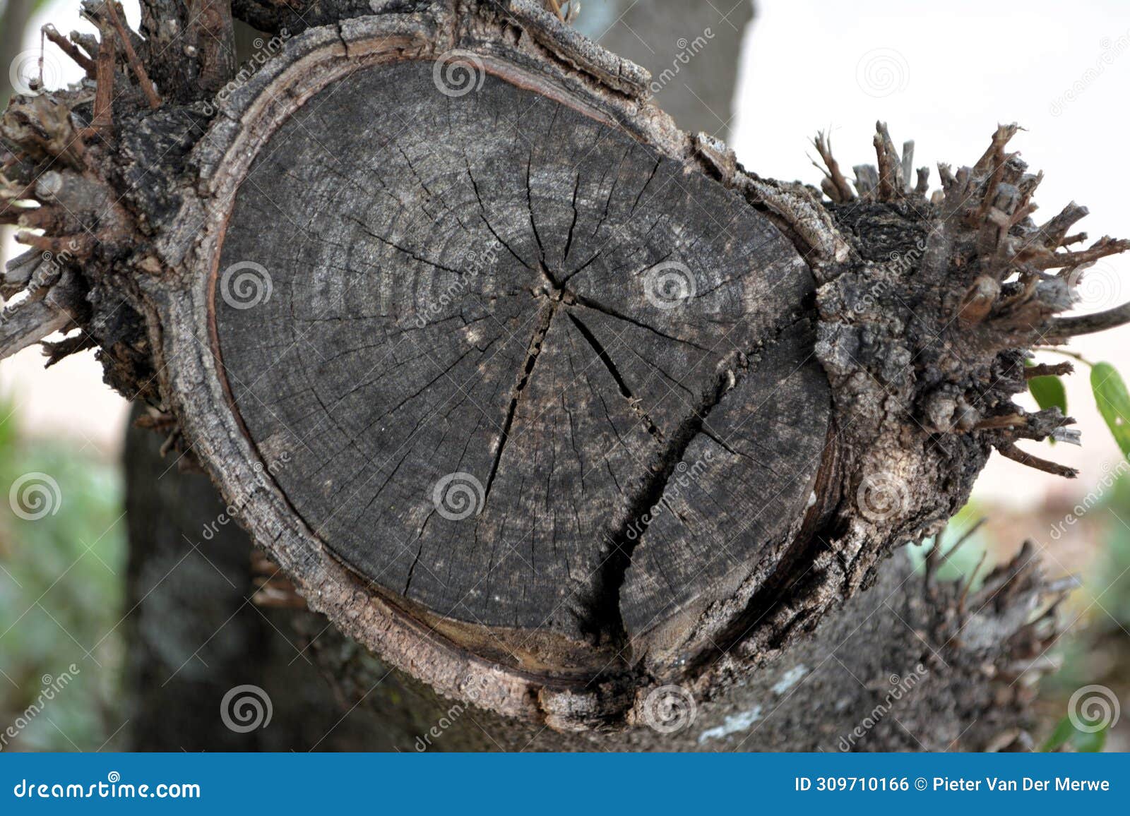 Old Branch that Was Cut Down from a Big Tree. Stock Photo - Image of ...