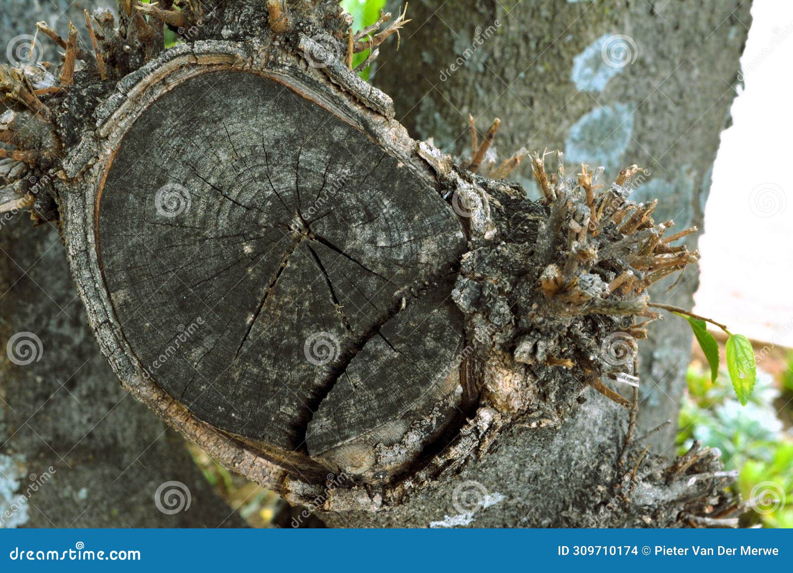 Old Branch that Was Cut Down from a Big Tree. Stock Photo - Image of ...