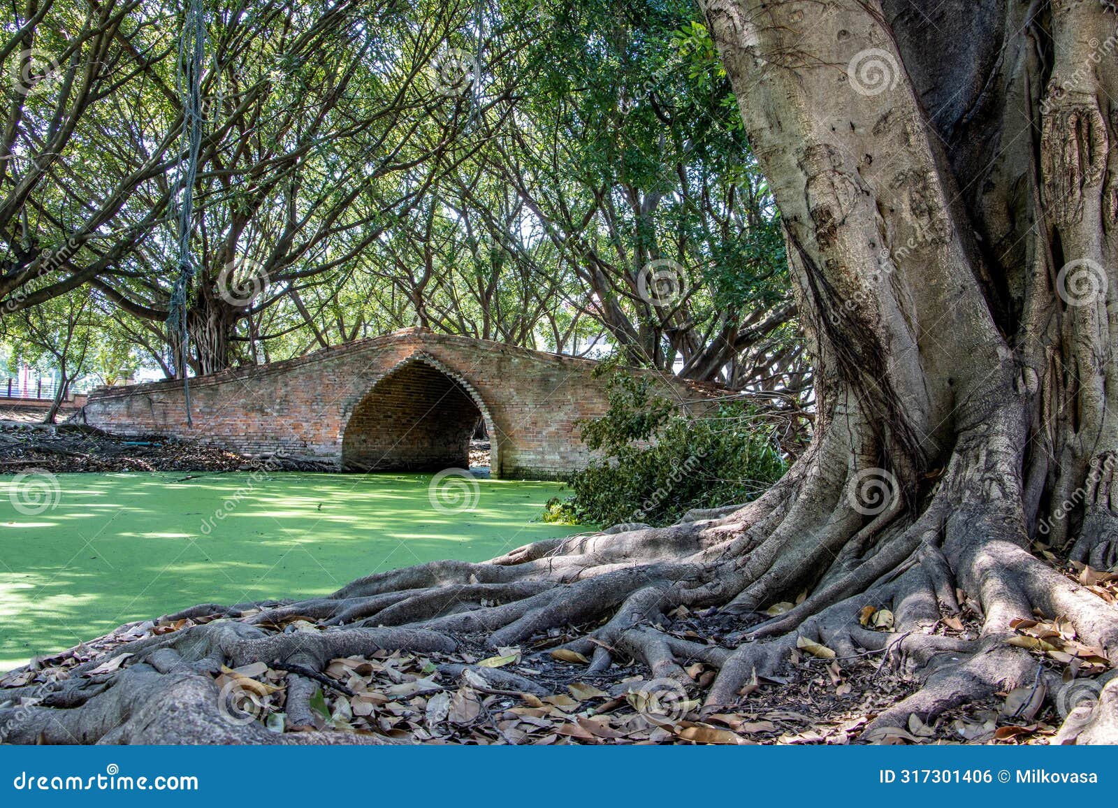 Old Brick Bridge with Massive Tree Roots on the Shore Stock Photo ...