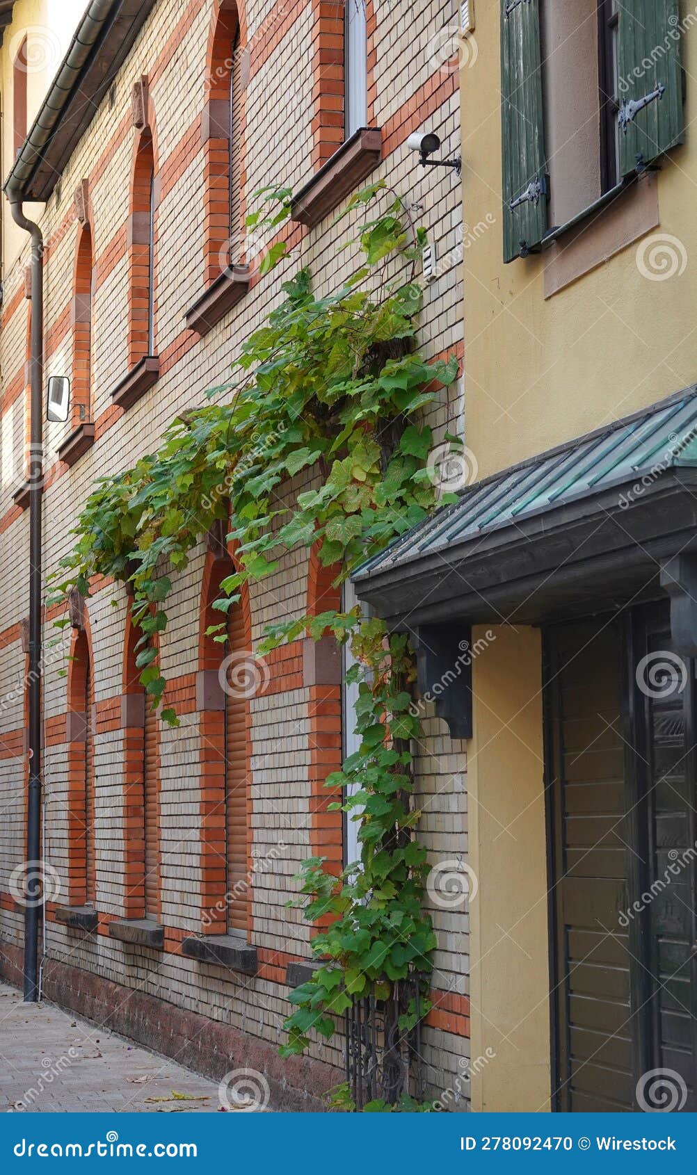Old Brick Building Adorned with Lush Green Vine on the Wall Stock Photo ...