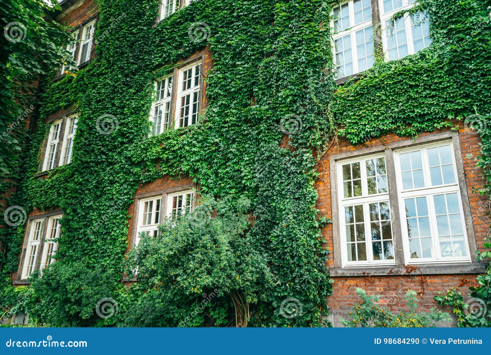 Old Brick Building Full Frame Overgrown with Ivy Stock Photo - Image of ...