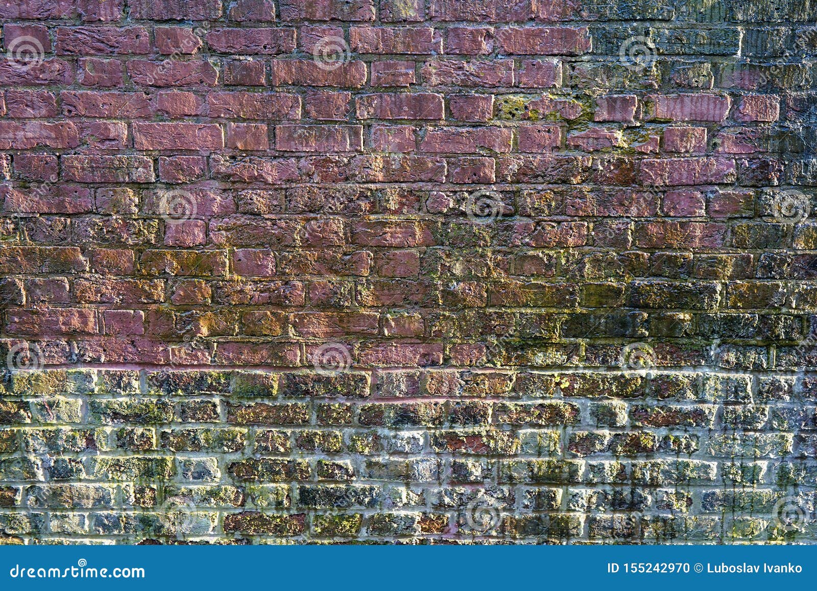 Old Brick Wall Covered with Green Algae Like Layer and White Colour ...