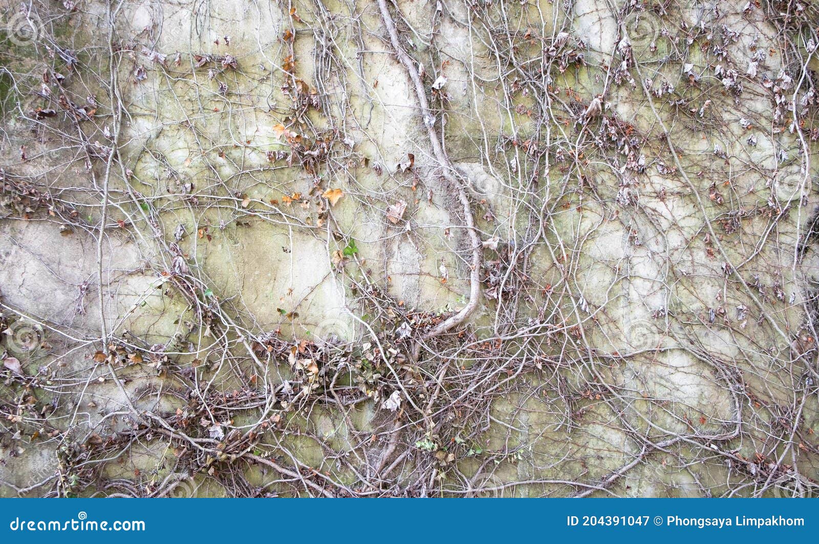 The Old Brick Wall with Dry Root and Grunge on the Ancient Brick Wall ...
