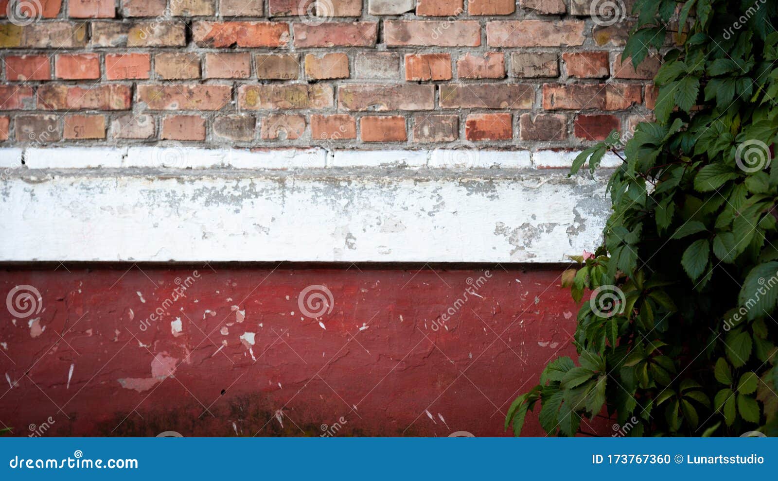 Old Brick Wall with a Green Vine Frame with Copy-space for Writing ...