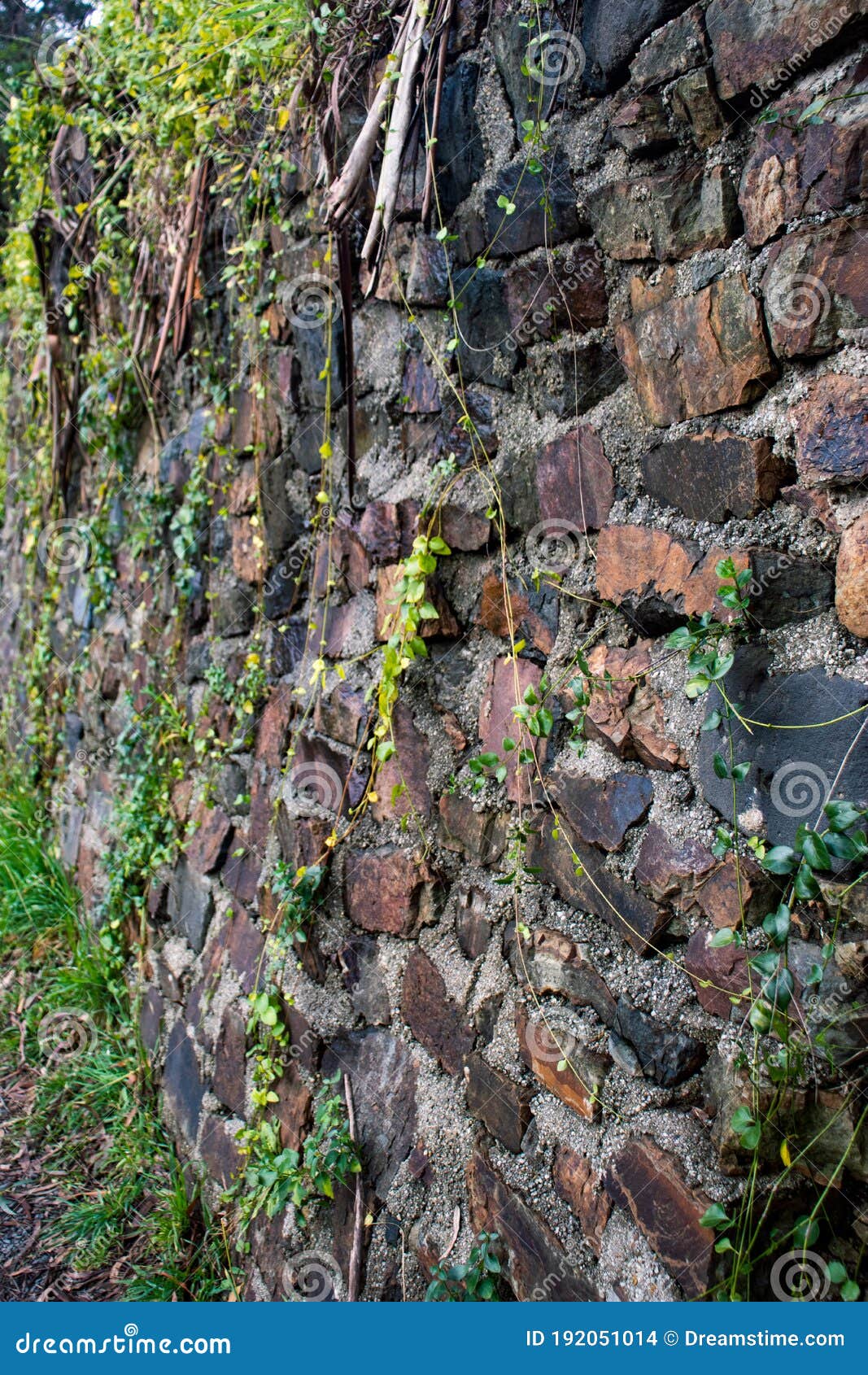 Overgrown Brick Wall stock photo. Image of plant, brick - 192051014