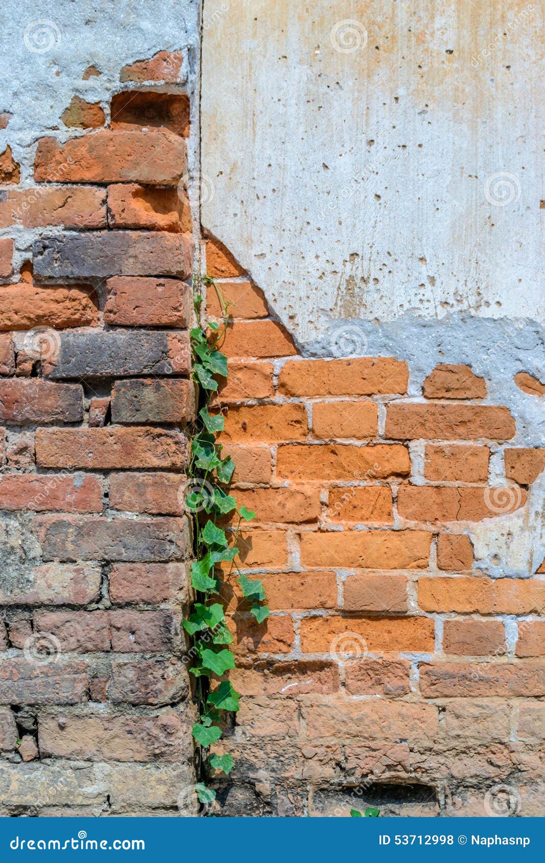 Old Brick Wall with Local Vegetables Grow Up Stock Photo - Image of ...