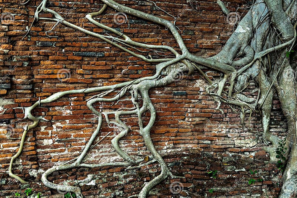 Old Brick Wall with Long Tree Roots Growing on it Stock Photo - Image ...