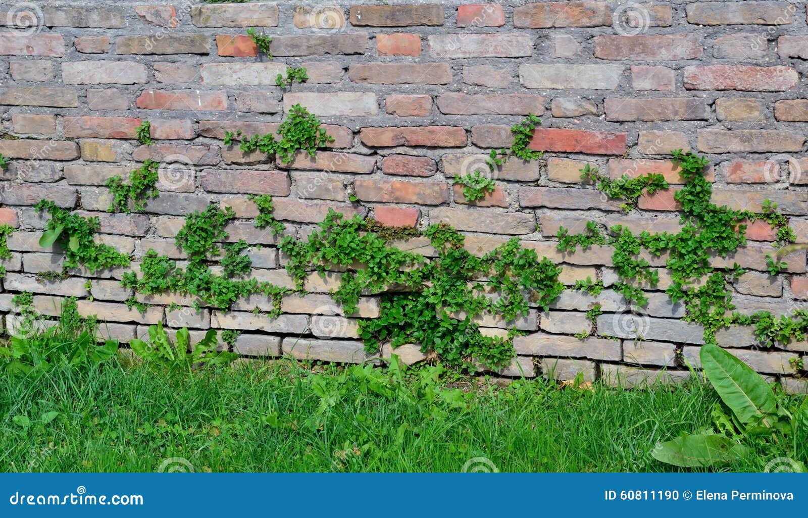 Old Brick Wall Overgrown with Grass Stock Photo - Image of building ...