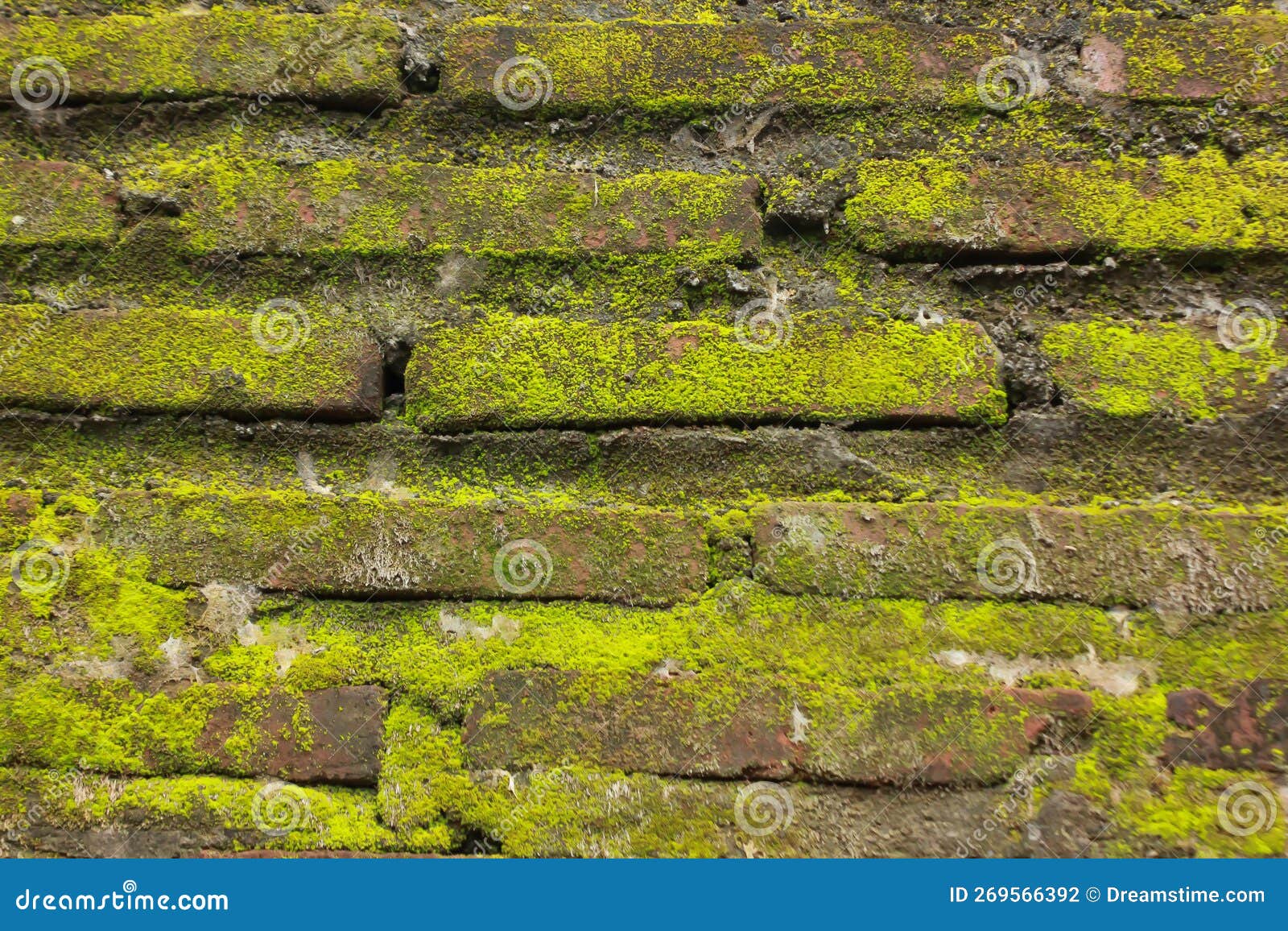 Old Brick Wall Overgrown with Moss but Looks Very Beautiful Stock Photo ...