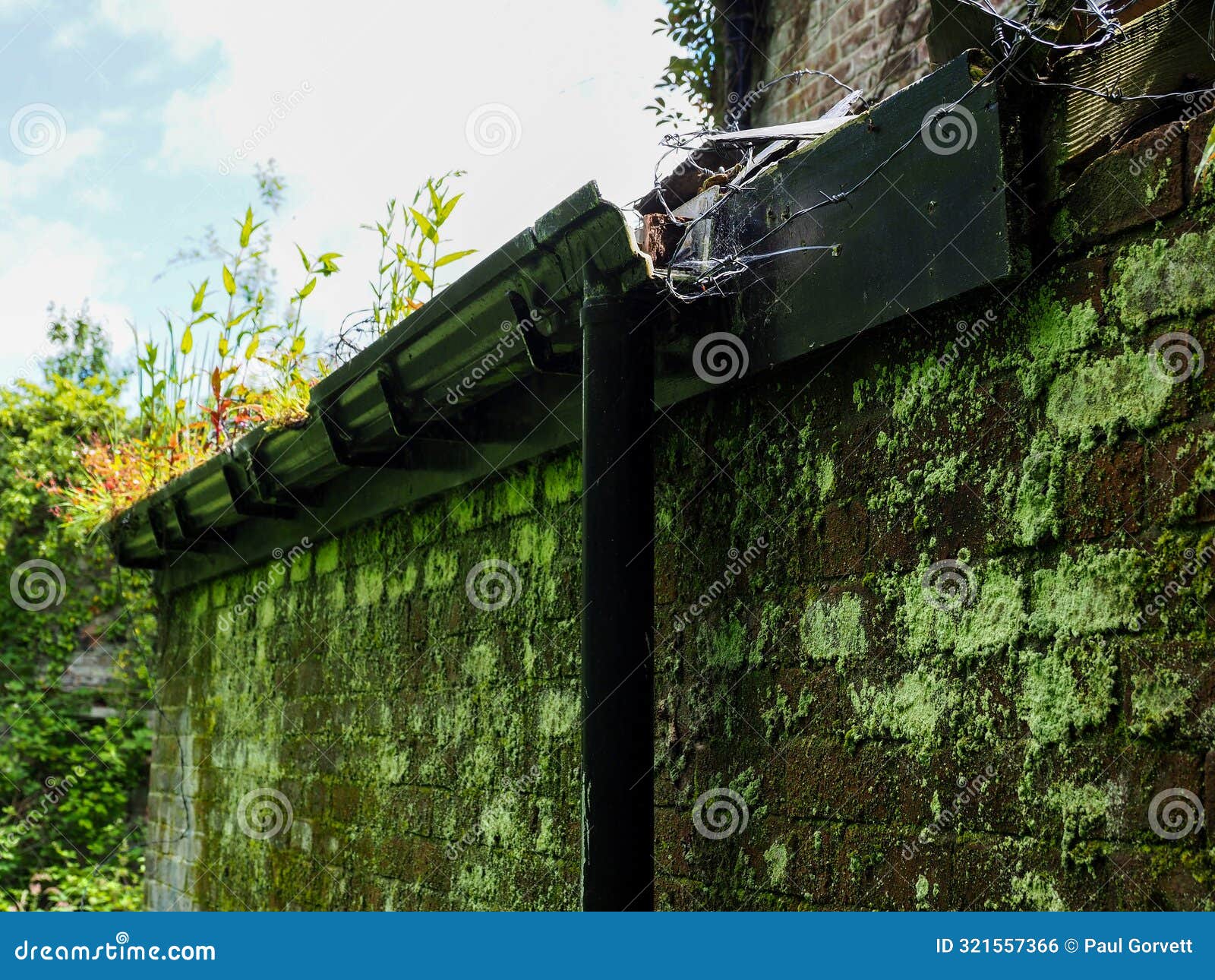 Old Brick Wall with Overgrown Vegetation and Mossy Gutter, Showcasing ...