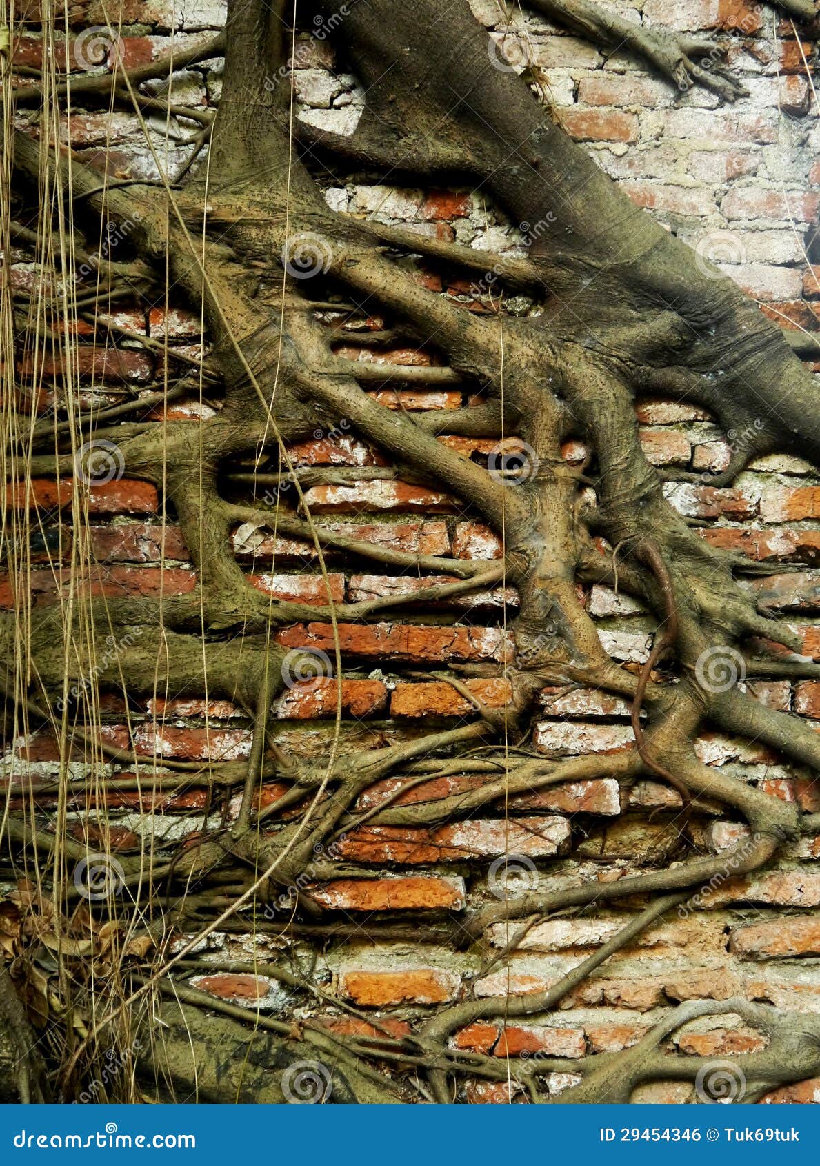 Old brick wall roots stock photo. Image of brickwork - 29454346
