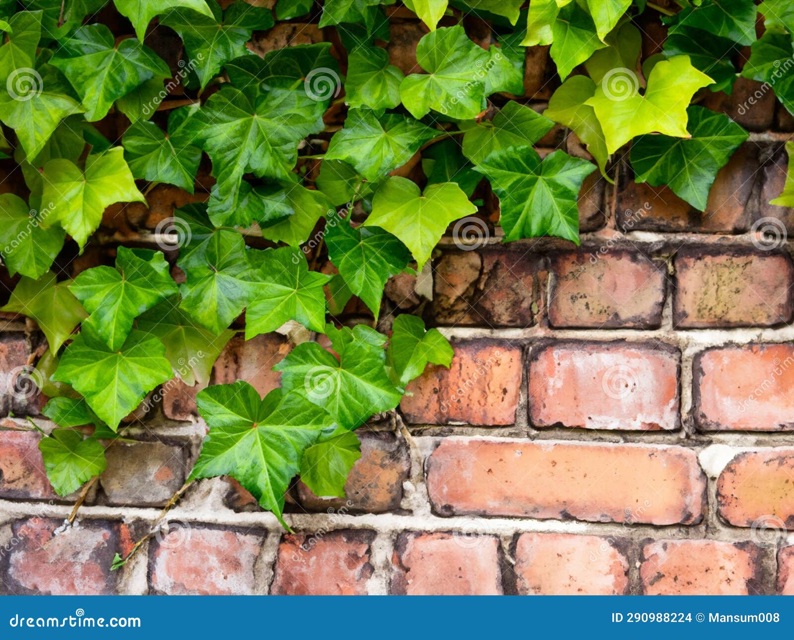 Old Brick Wall Texture Background with Green Plant Stock Illustration ...