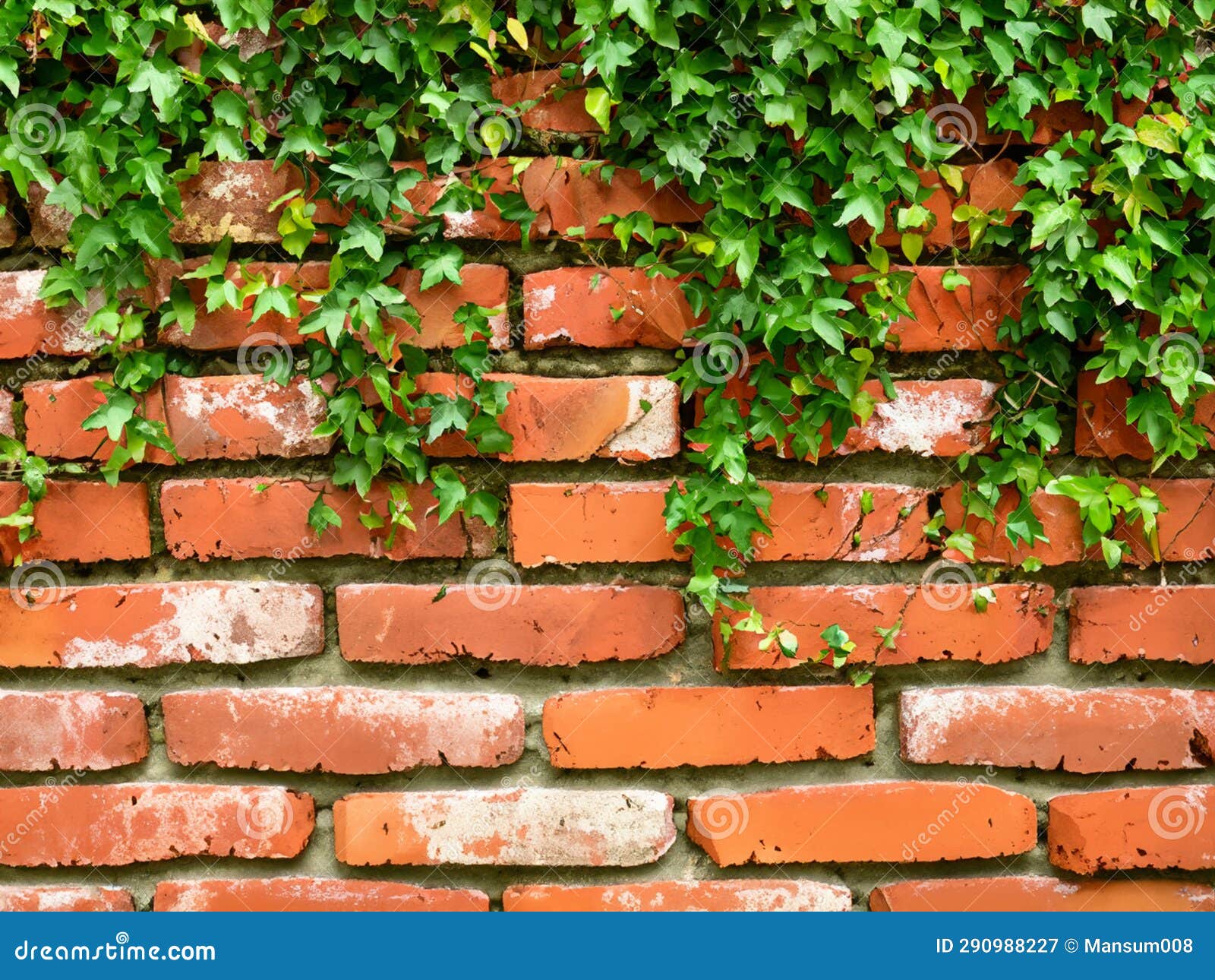 Old Brick Wall Texture Background with Green Plant Stock Illustration ...