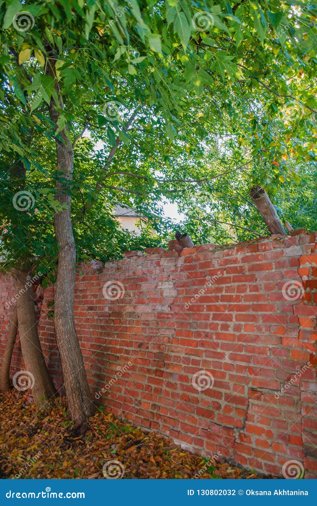 Falling Brick Wall in the Fall Stock Photo - Image of spring, nature ...
