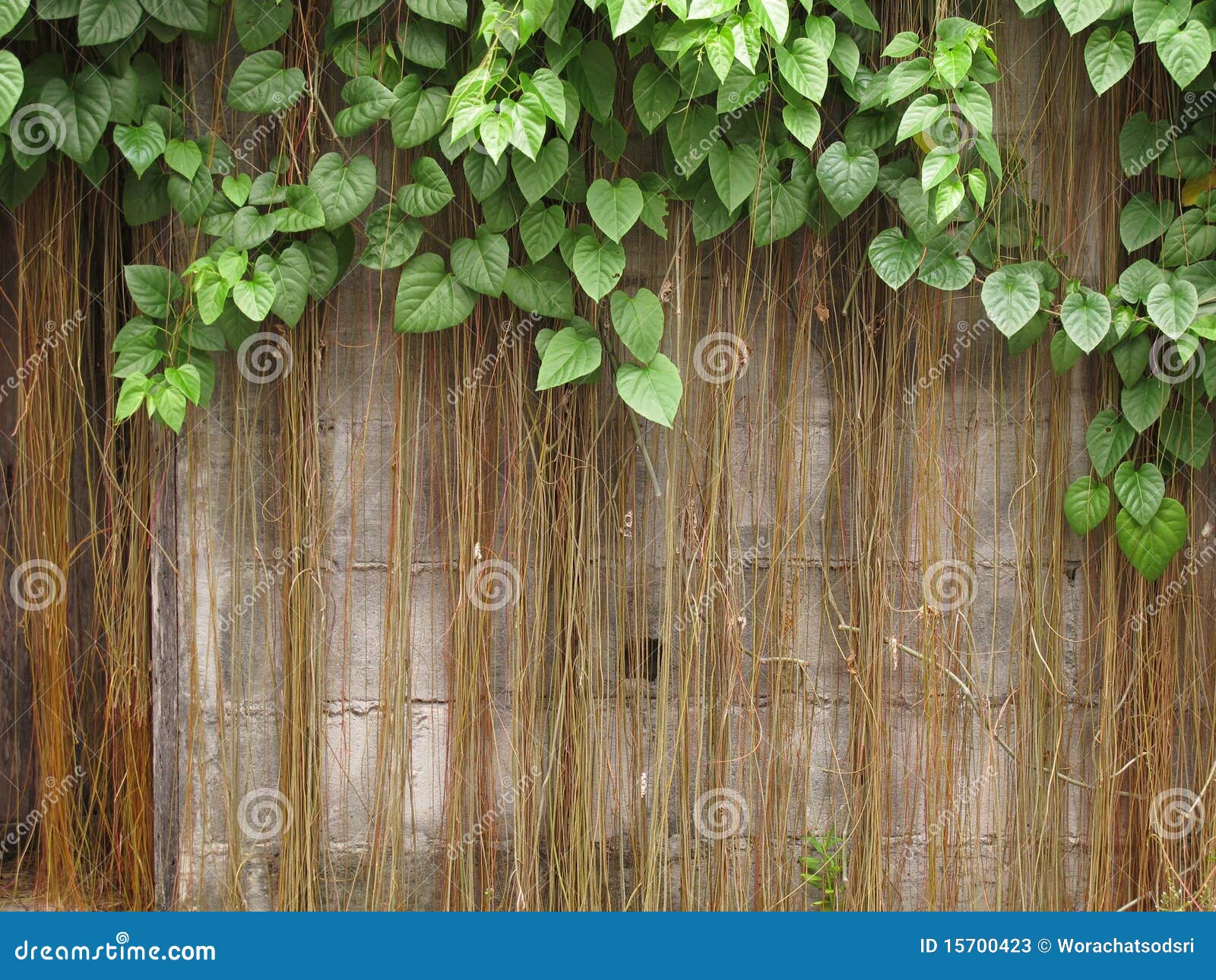 Old Brick Wall with the Tree Stock Image - Image of horizontal ...