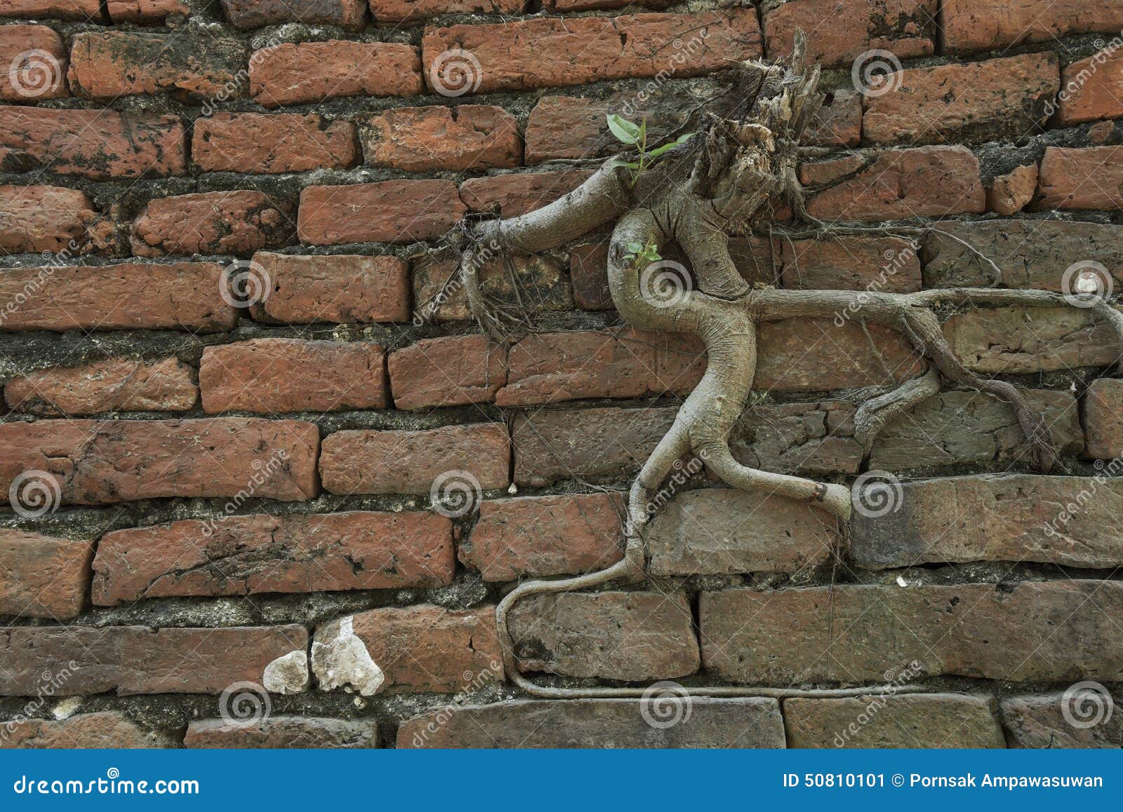 Old brick wall with tree stock image. Image of cement - 50810101