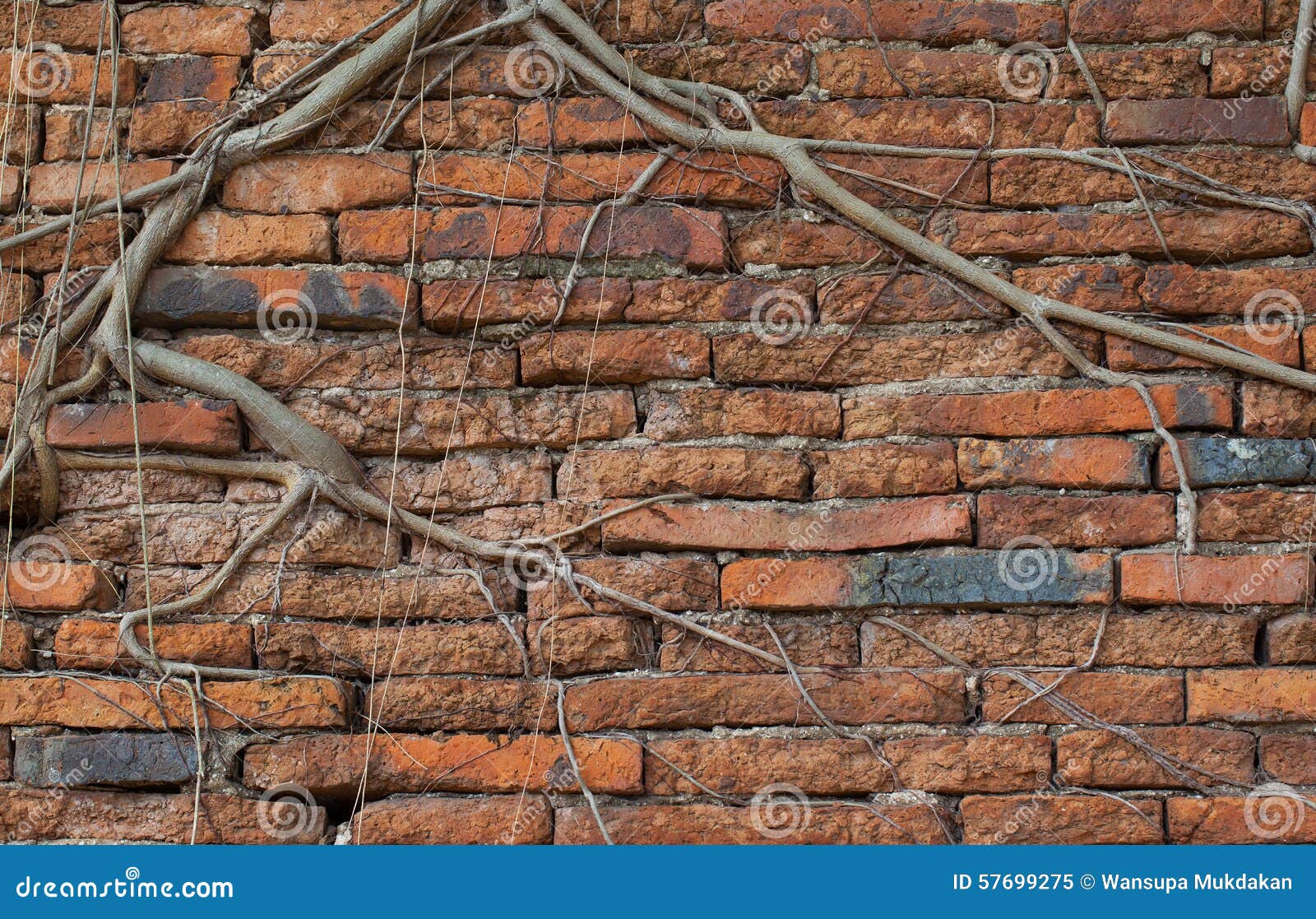 Old brick wall with tree stock image. Image of decorate - 57699275
