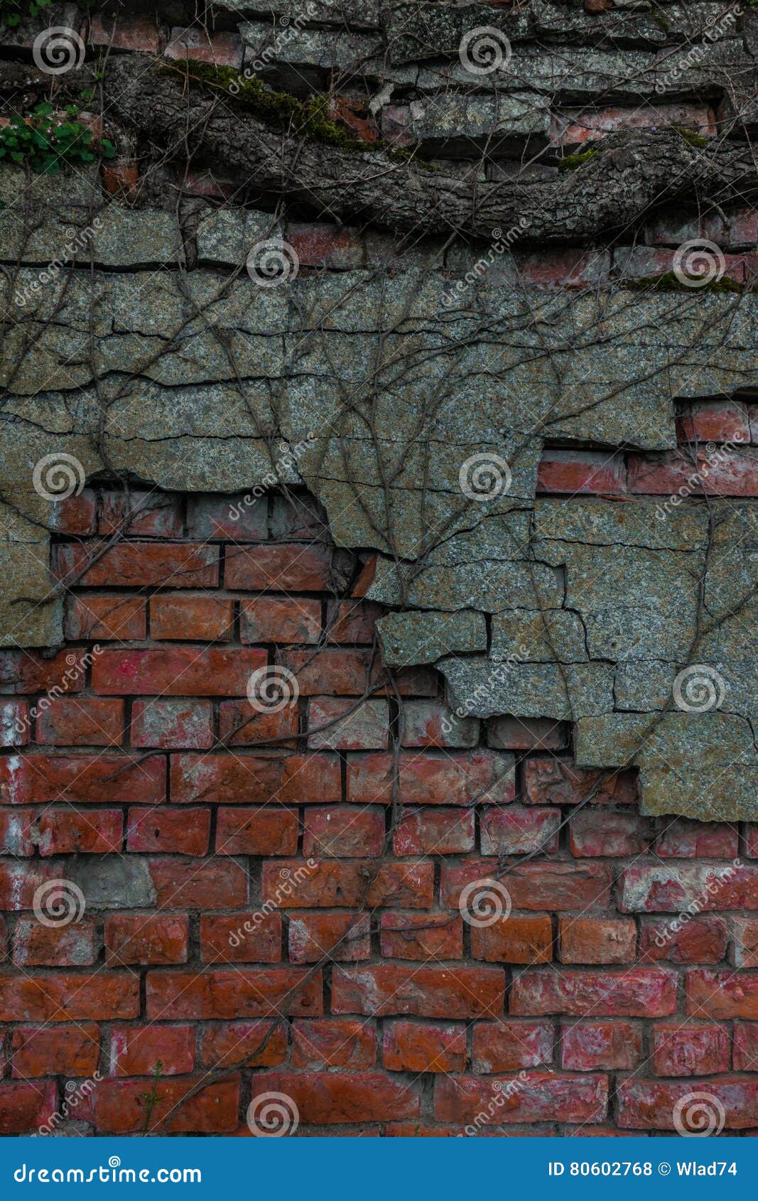 The Old Brick Wall and Tree Trunk Stock Photo - Image of damaged ...