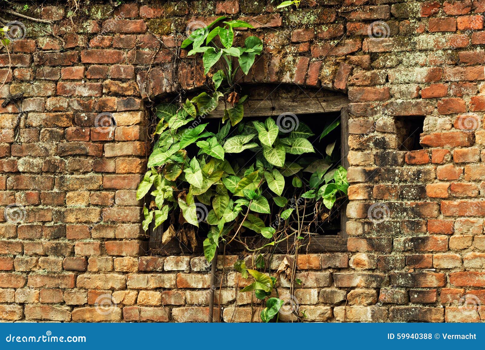 Old Brick Wall, Window Overgrown with Plants Stock Photo - Image of ...