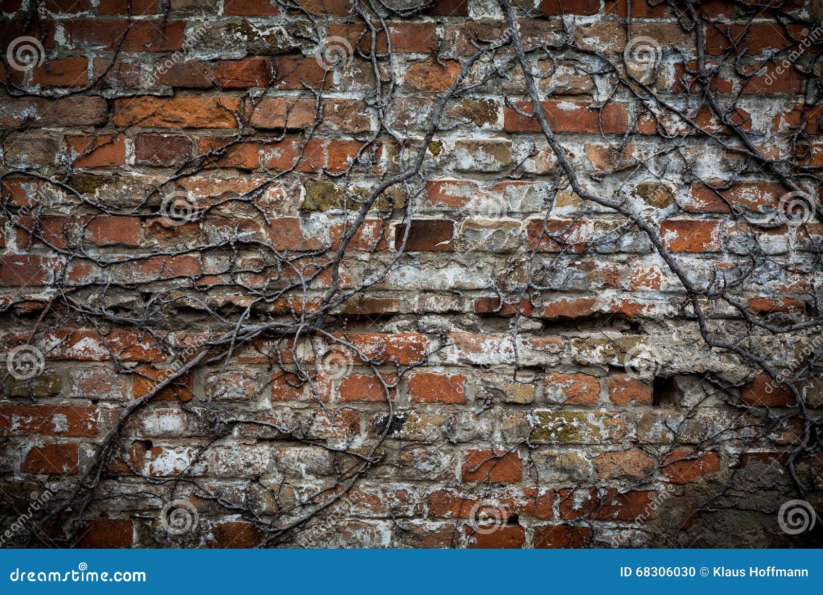 Old Brick Wall with Withered Plants Stock Photo - Image of architecture ...