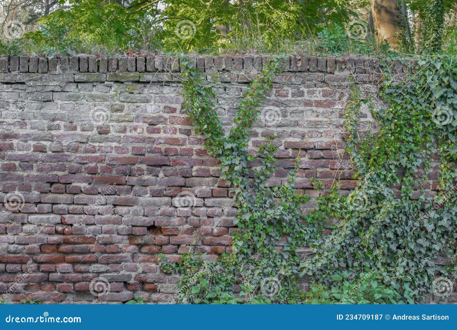Old Brick Walls in the Forest Overgrown with Plants Stock Image - Image ...