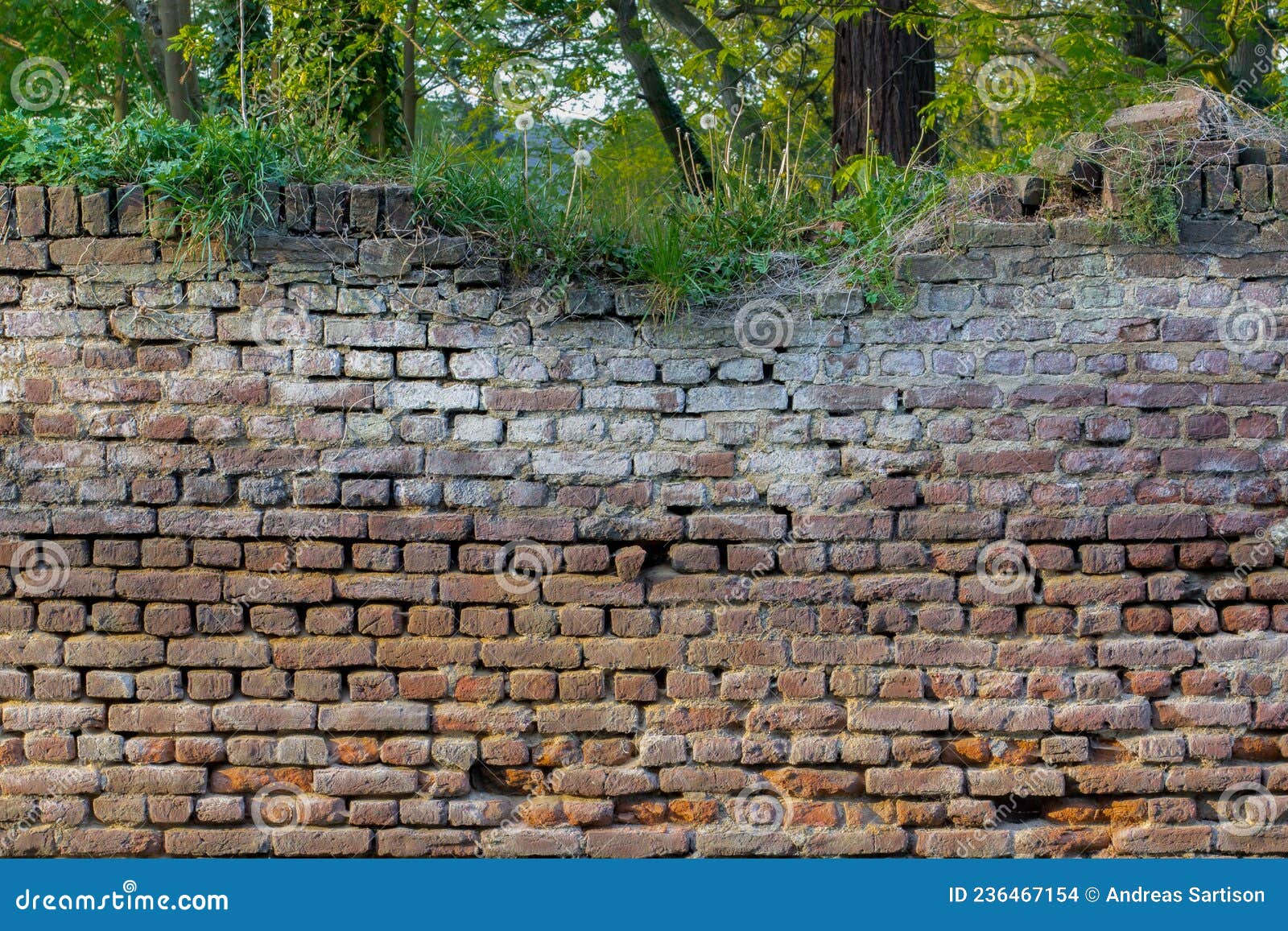 Old Brick Walls in the Forest Overgrown with Plants Stock Photo - Image ...