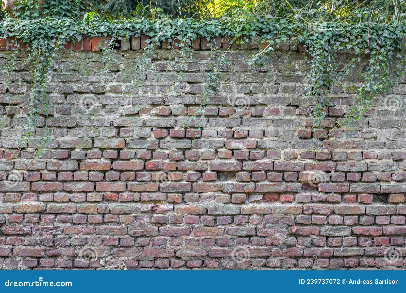 Old Brick Walls in the Forest Overgrown with Plants Stock Photo - Image ...