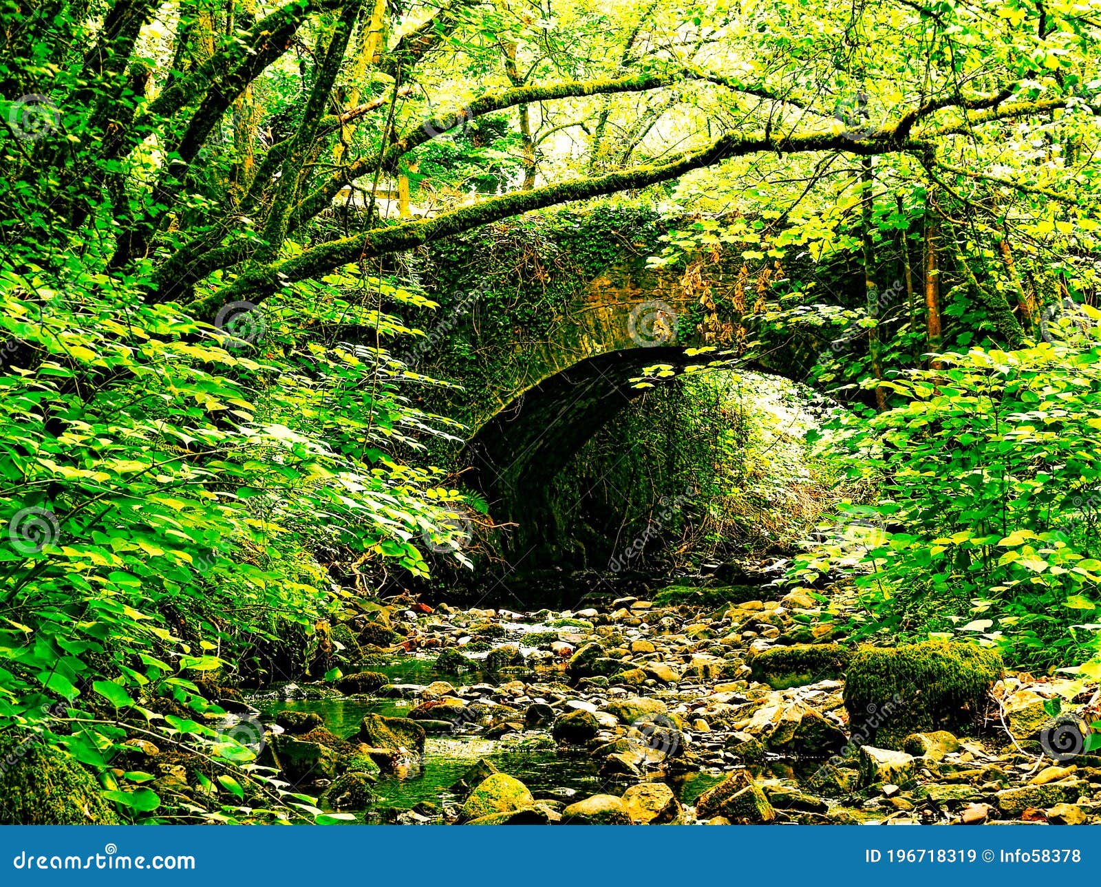An Old Bridge in the Forest Stock Image - Image of branches, vegetation ...