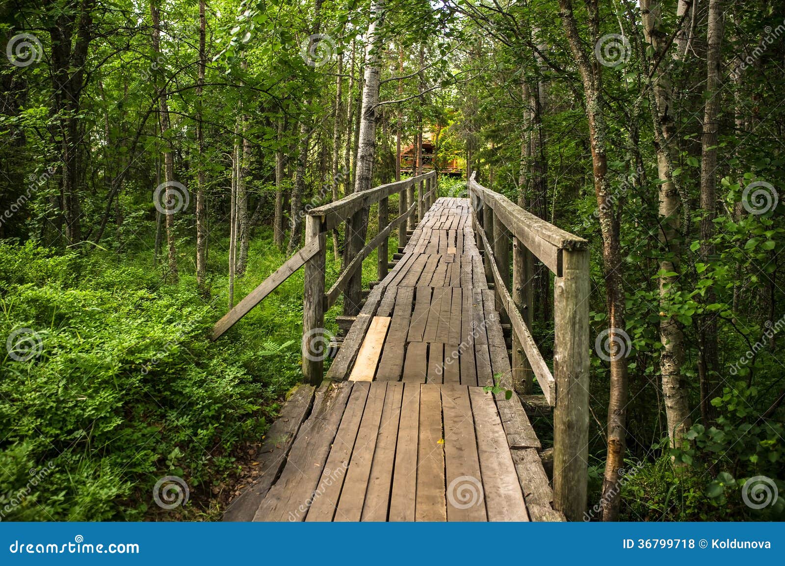 Old Bridge through the Forest. Stock Photo - Image of outdoor, forest ...