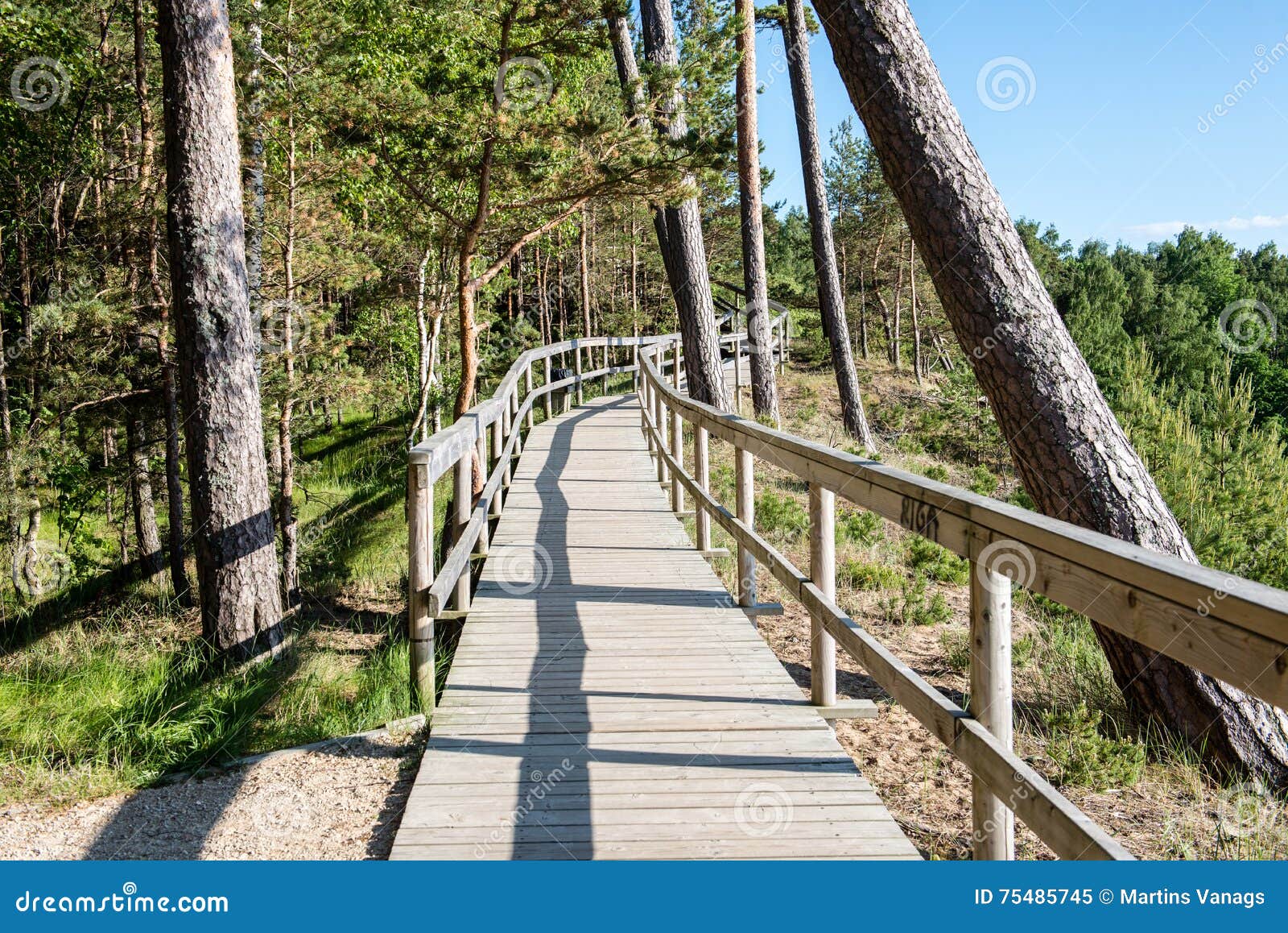 Old bridge in forest stock image. Image of foliage, brilliance - 75485745