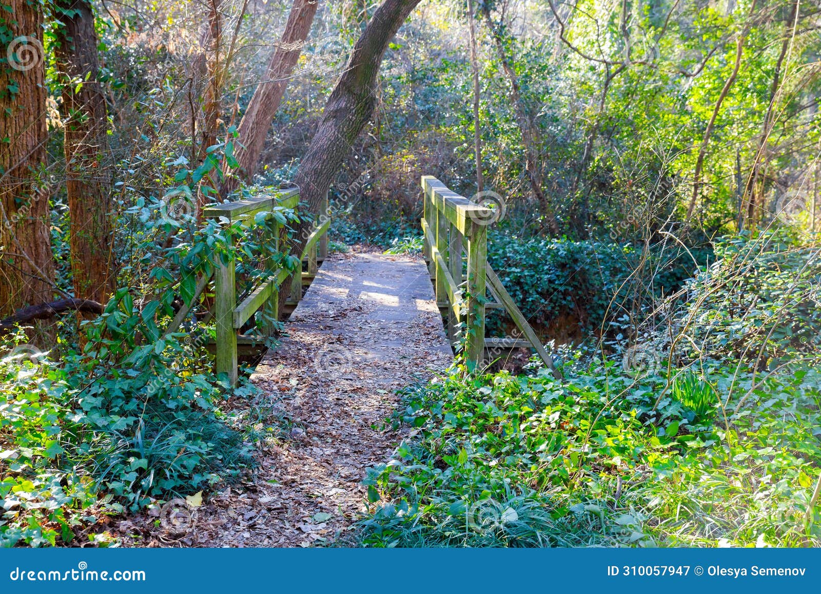 Old Bridge Overgrown with Plants in Forest. Stock Image - Image of ...