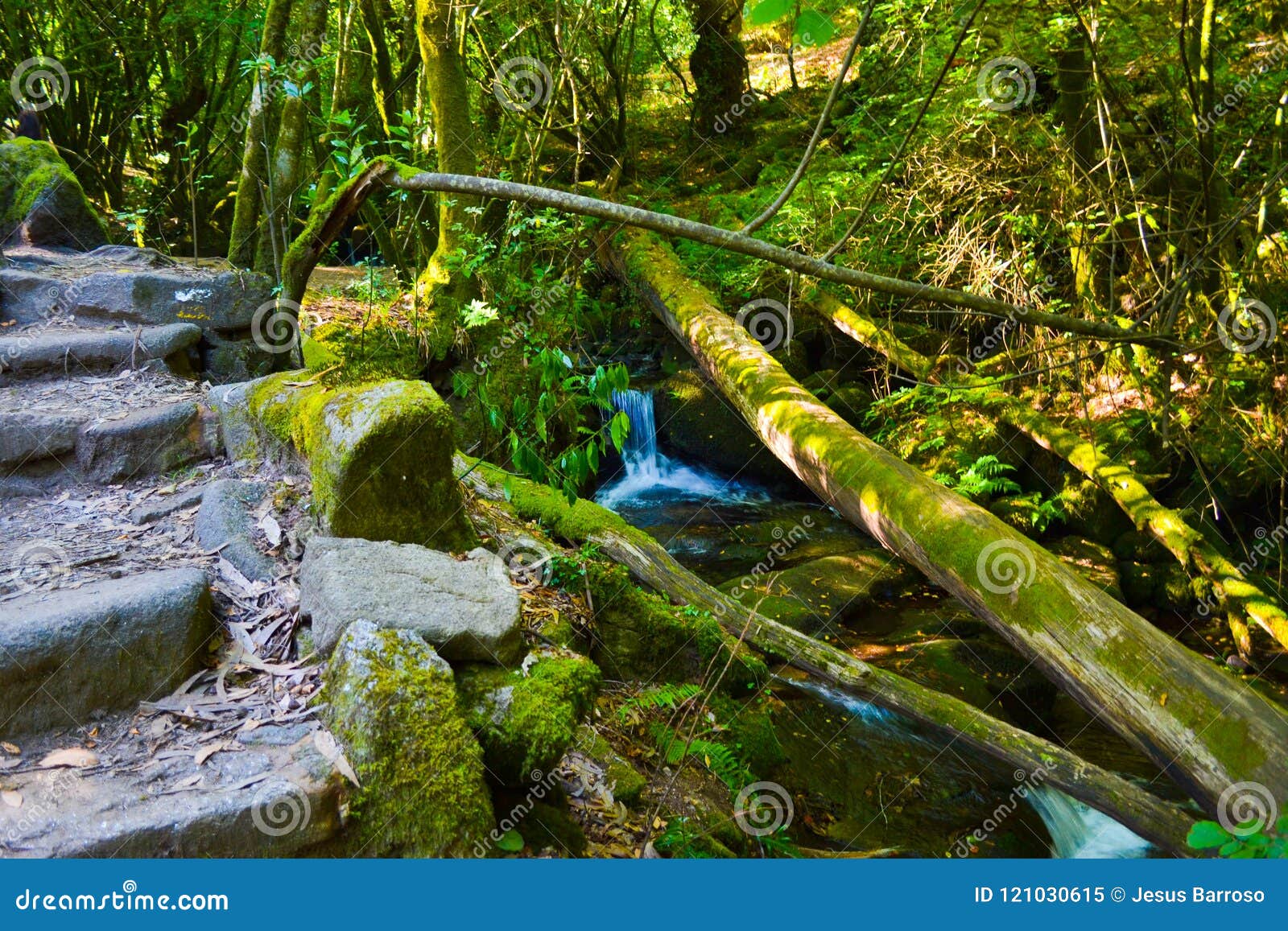 Old Bridge of Tree Crossing a Small Waterfall, and Steps Made of Stock ...