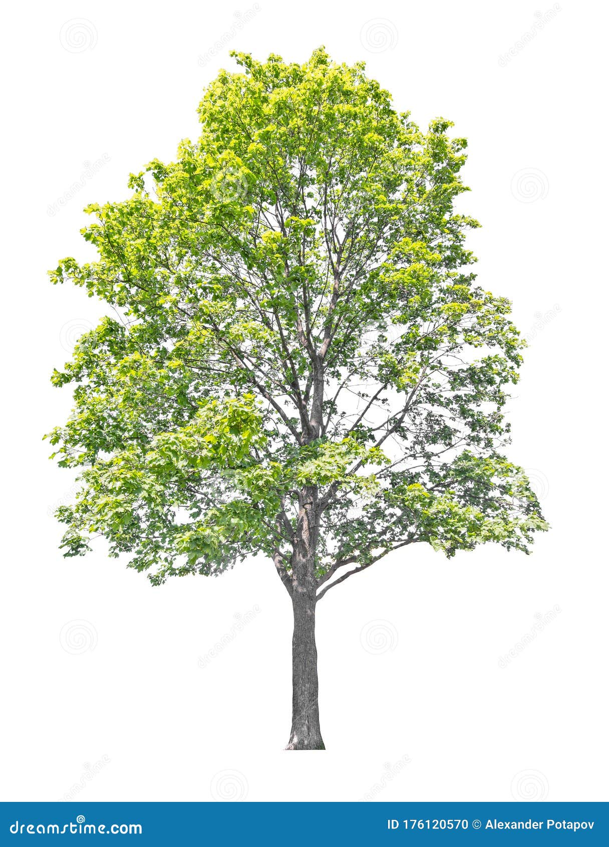 Old Bright Green Maple Tree on White Stock Photo - Image of maple ...