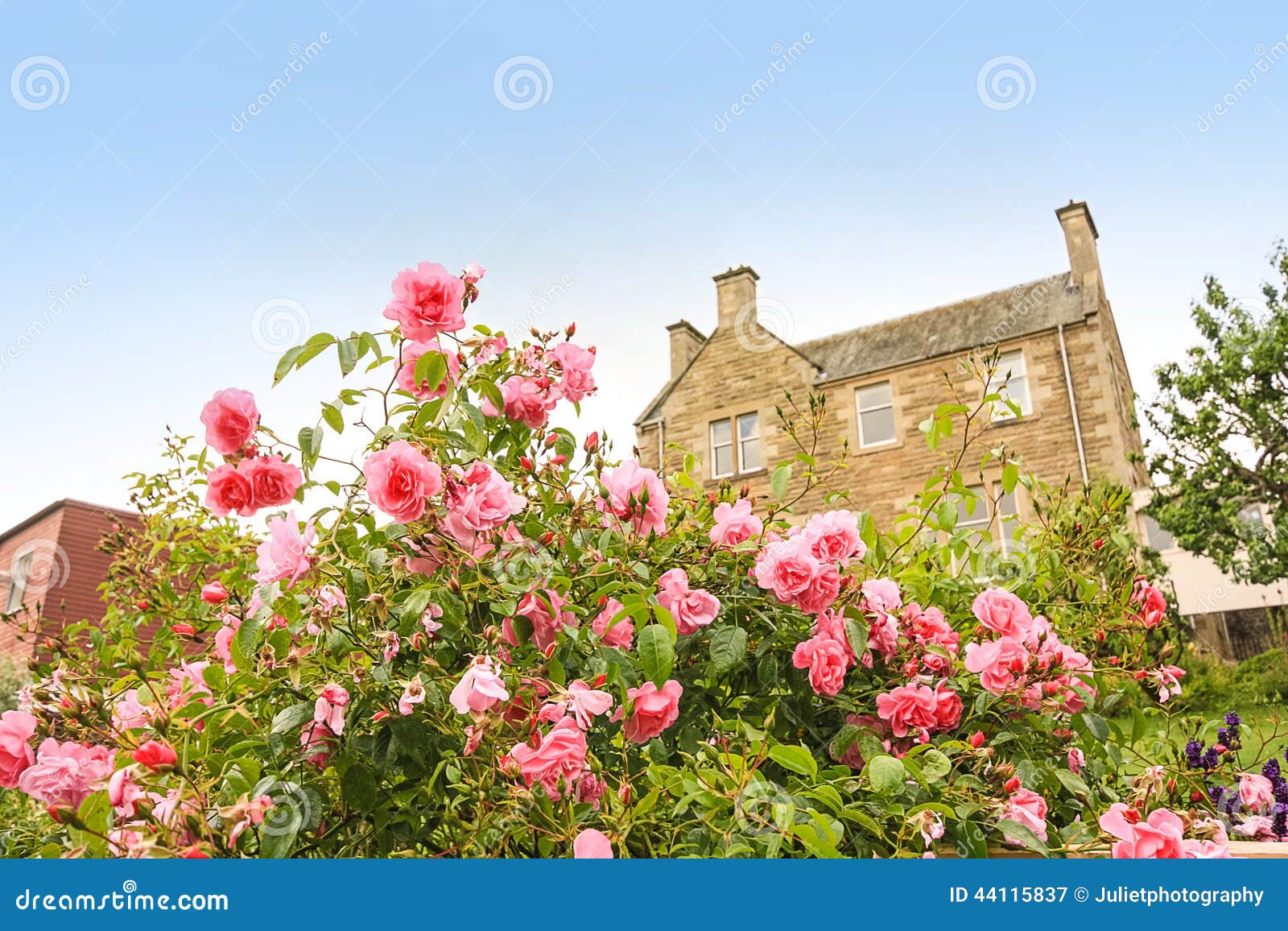 Climbing Roses, At Eastcote House Gardens, Historic Walled Garden ...